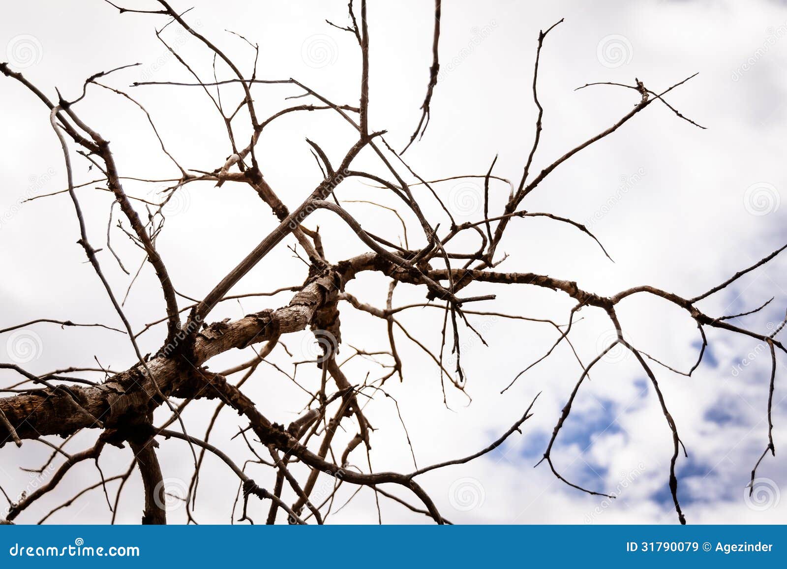 Dead tree branch stock image. Image of graphic, abstract - 31790079