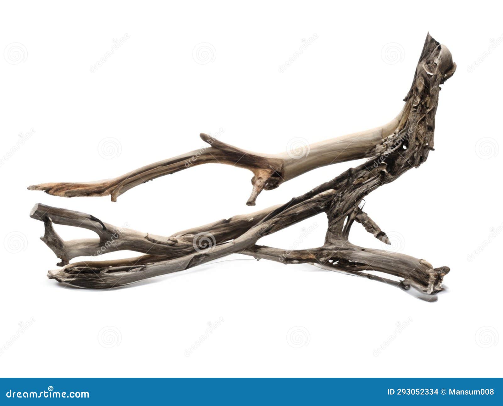 Dead Tree Branch Isolated on White Background Stock Photo - Image of ...