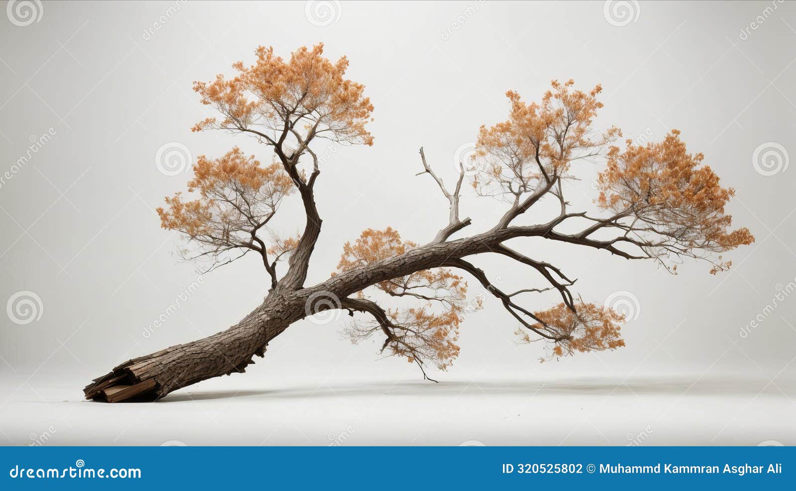 Dead Tree Branch Isolated on White Background Stock Illustration ...