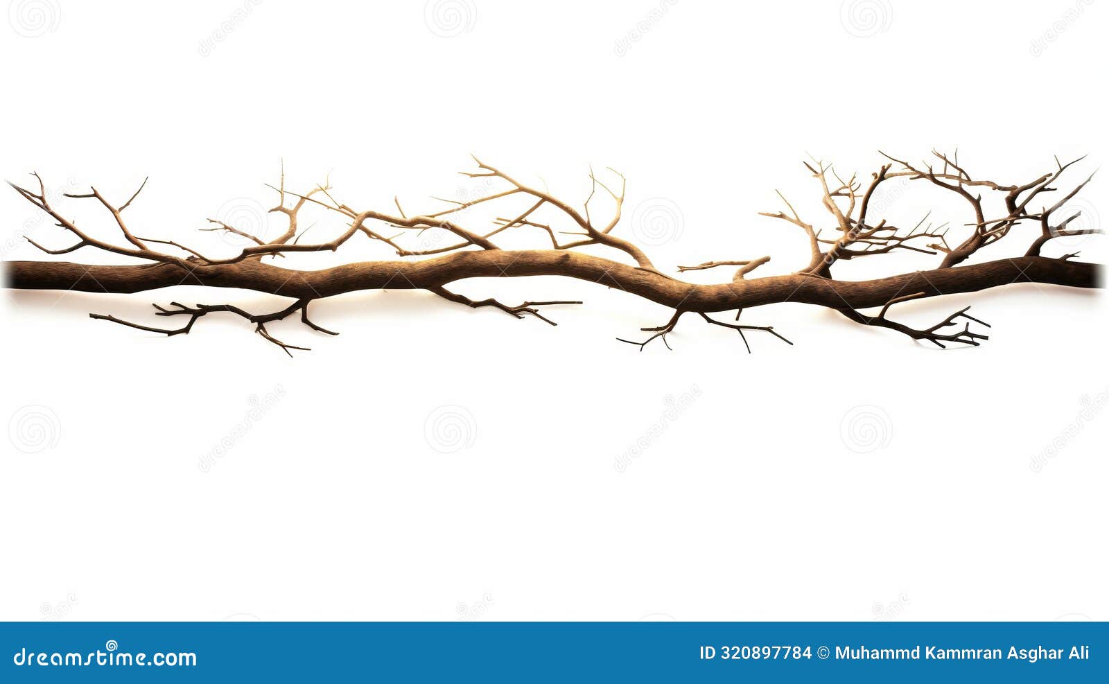 Dead Tree Branch Isolated on White Background Stock Illustration ...