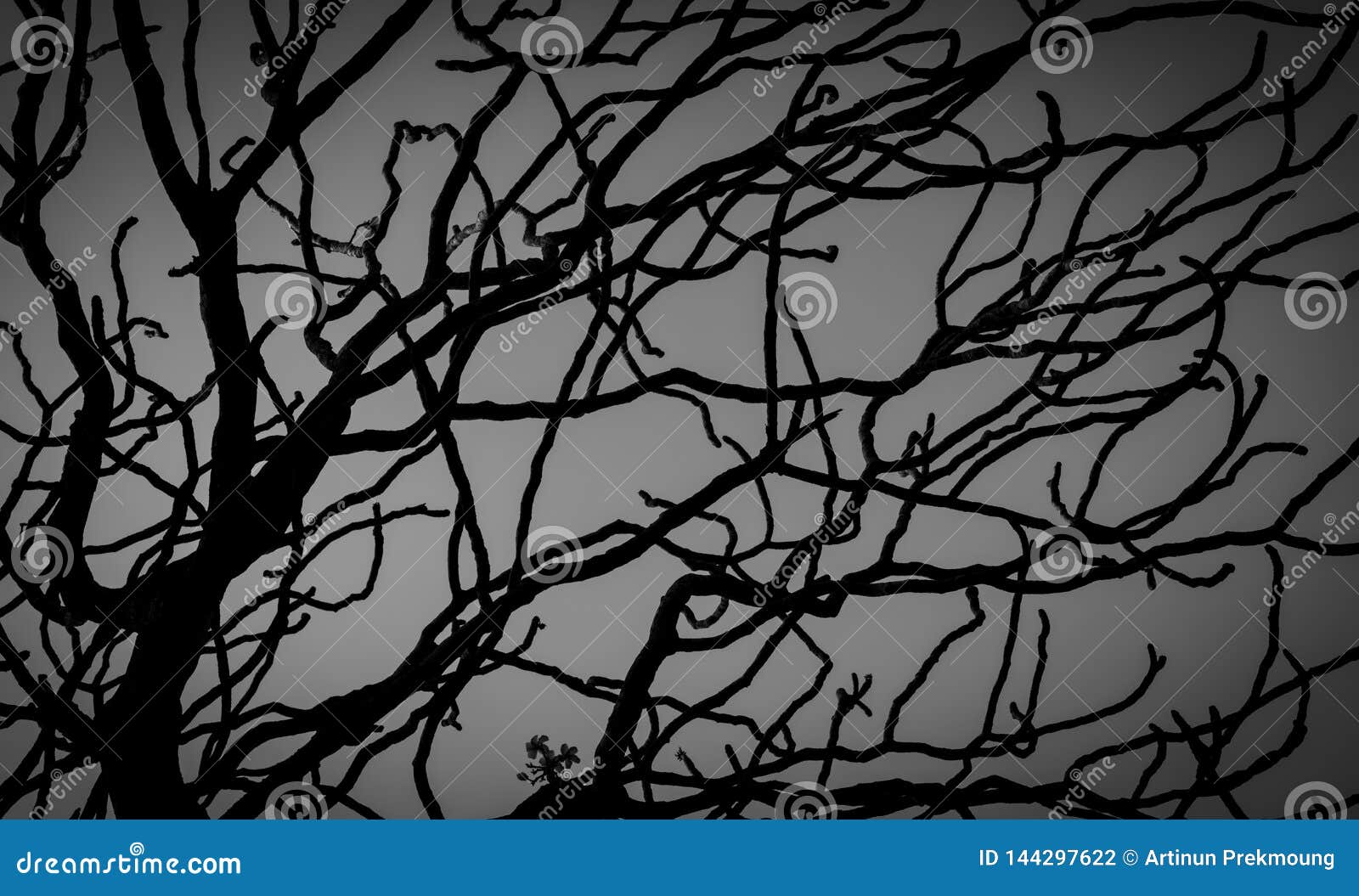 Dead Tree and Branch Isolated on White Background. Black Branches of ...