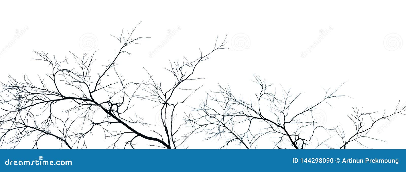 Dead Tree and Branch Isolated on White Background. Black Branches of ...