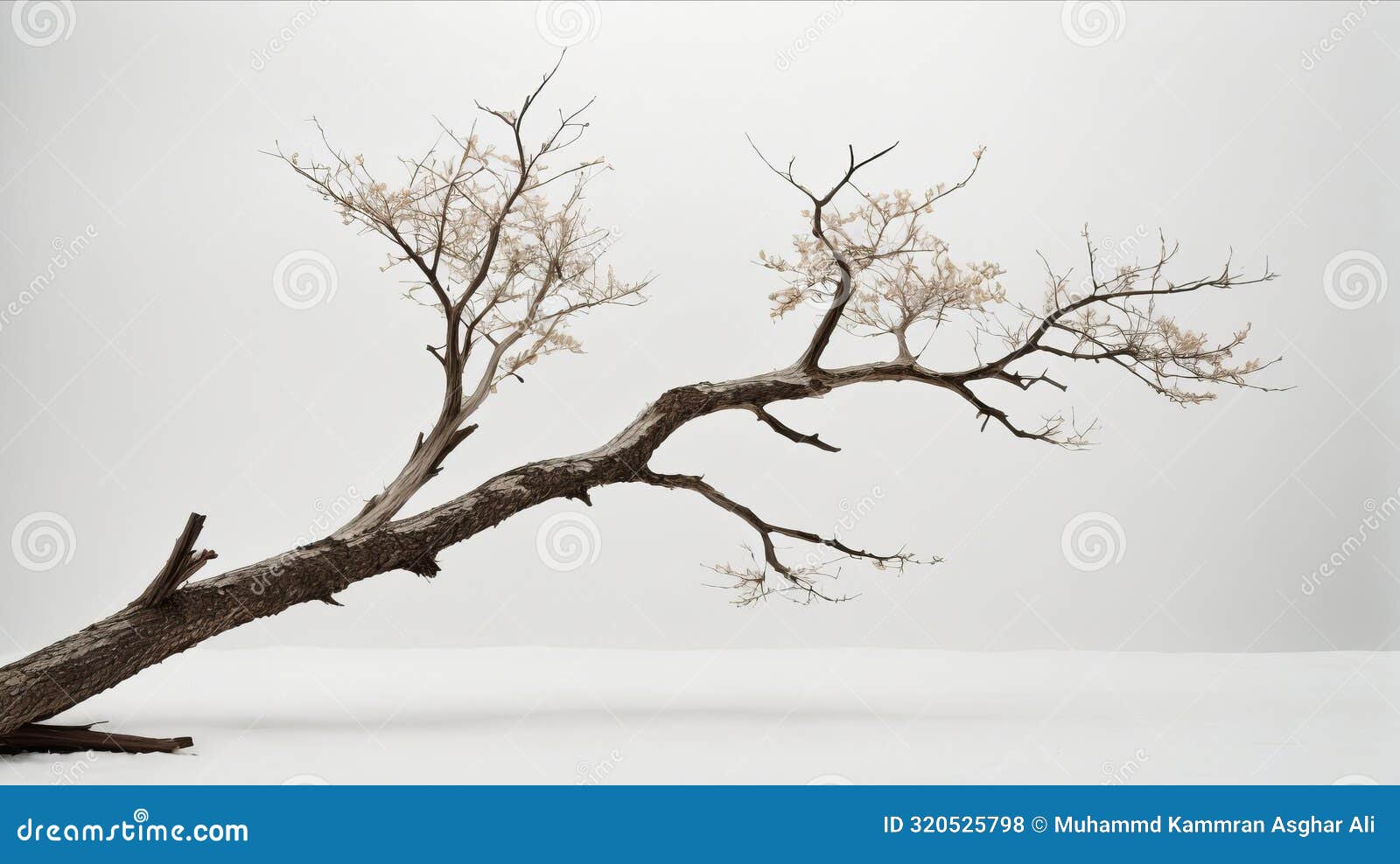 Dead Tree Branch Isolated on White Background Stock Illustration ...