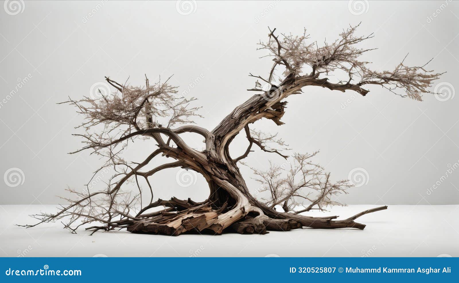 Dead Tree Branch Isolated on White Background Stock Illustration ...