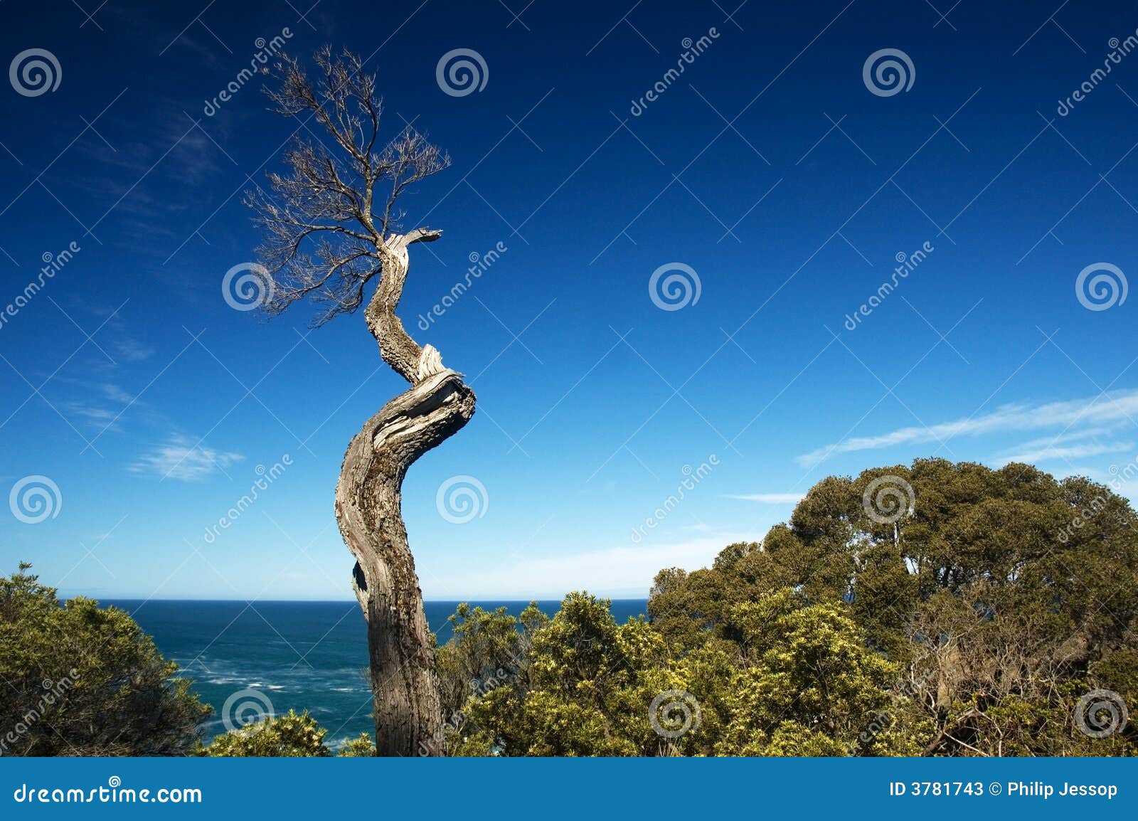 Dead Tree Branch with Ocean Background Stock Image - Image of branch ...