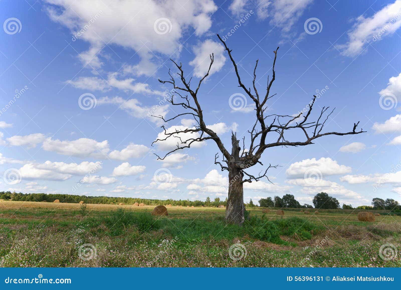 Dead Tree Branch on Sky Background Stock Image - Image of grey, lonely ...