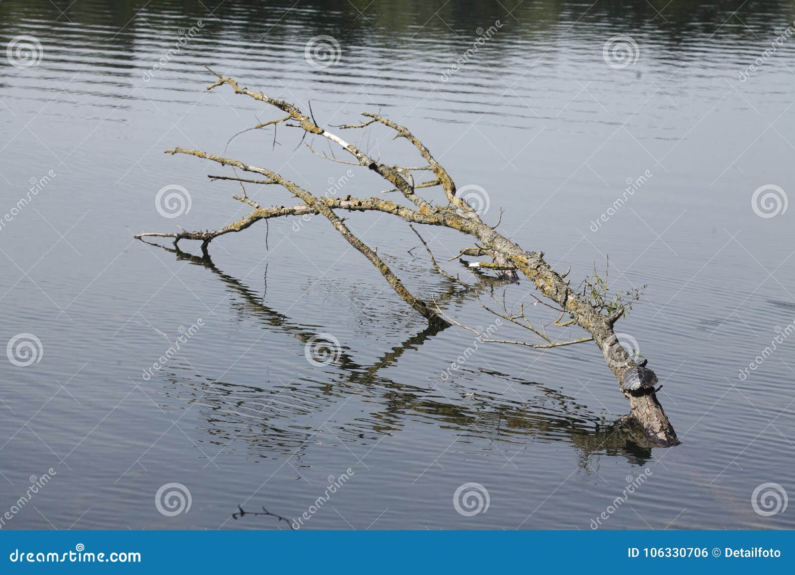 Dead tree branch stock photo. Image of germany, branch - 106330706