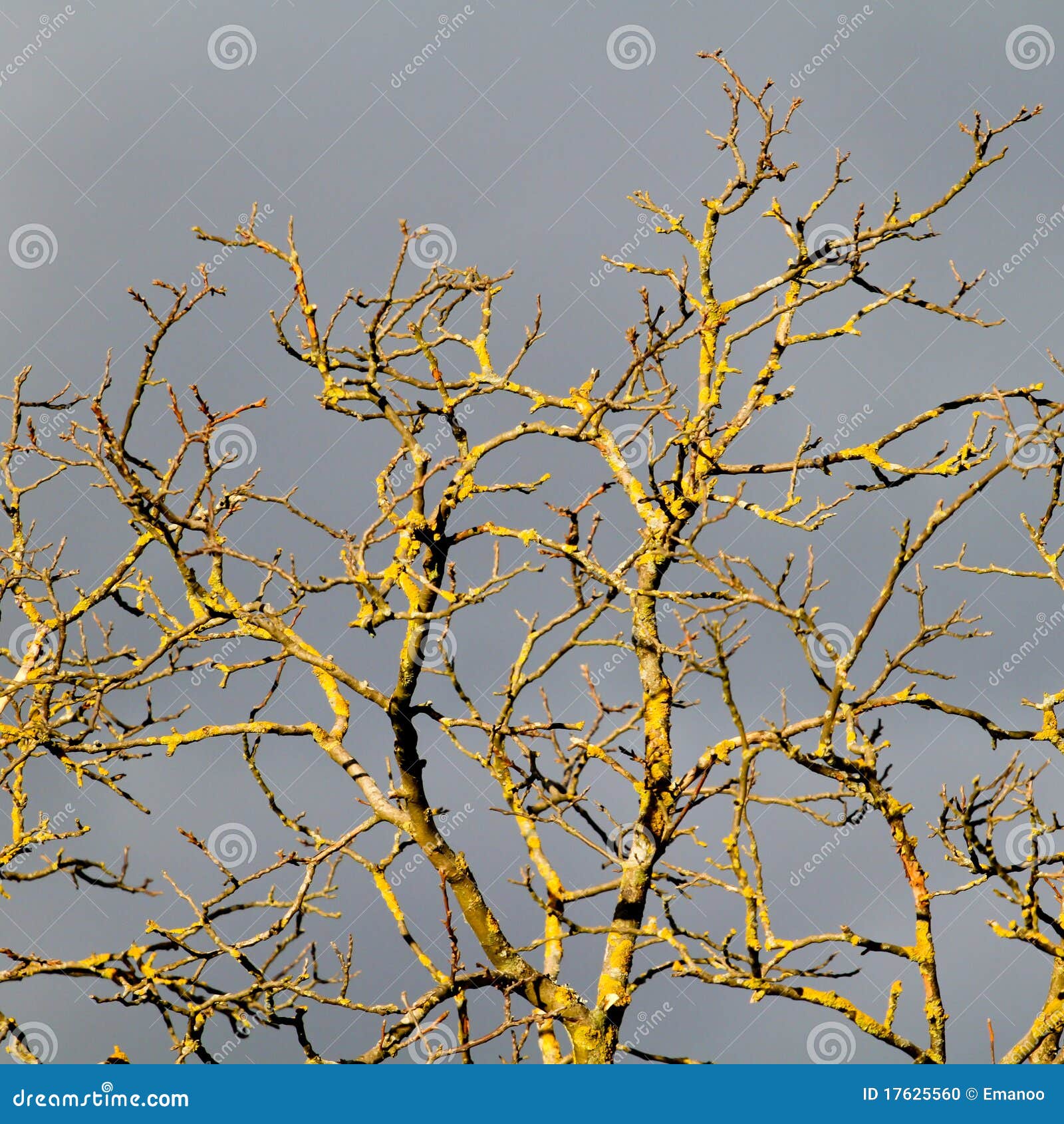 Dead tree branches stock photo. Image of flora, countryside - 17625560
