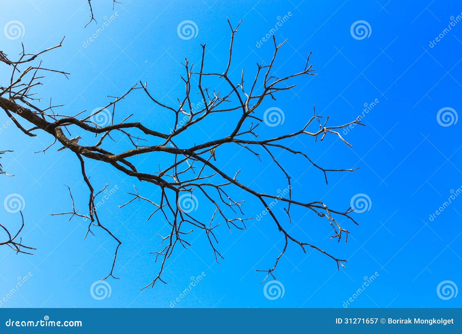 Dead Tree Branches Against Blue Sky Stock Image - Image of blue ...