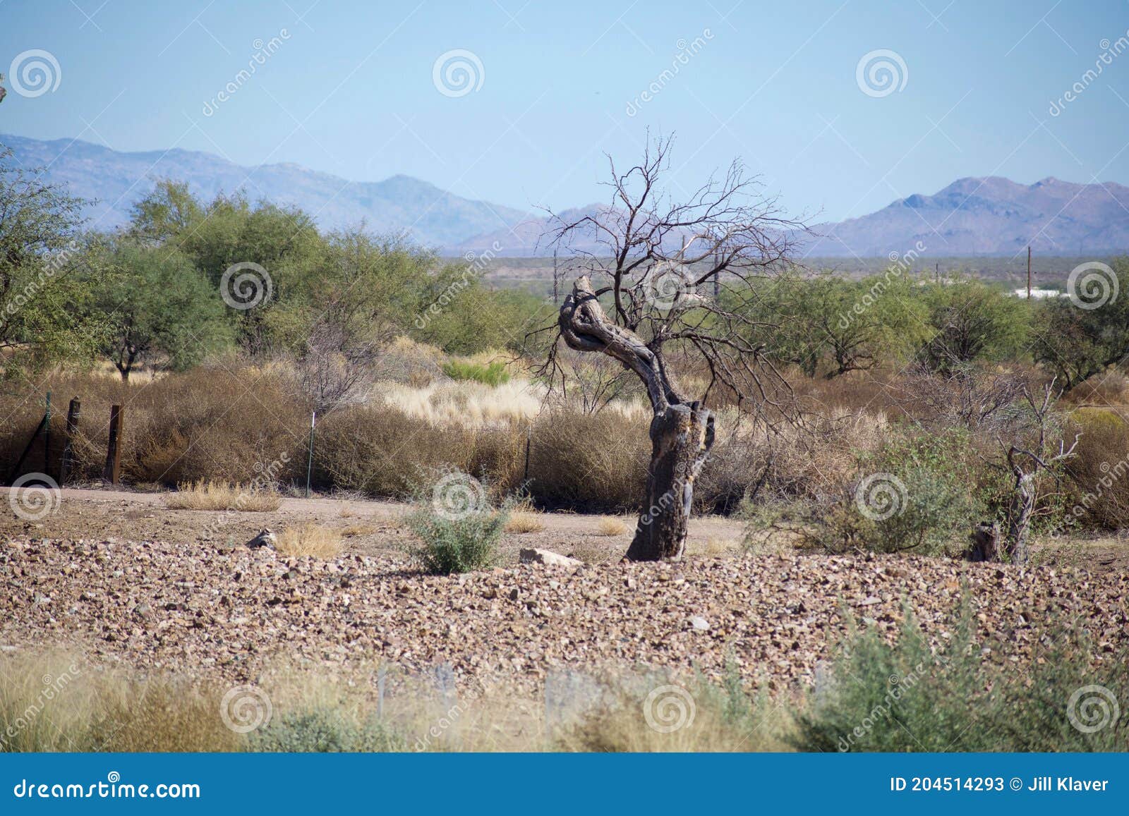 Dead Tree and Branches in Arizona Desert Stock Image - Image of forest ...