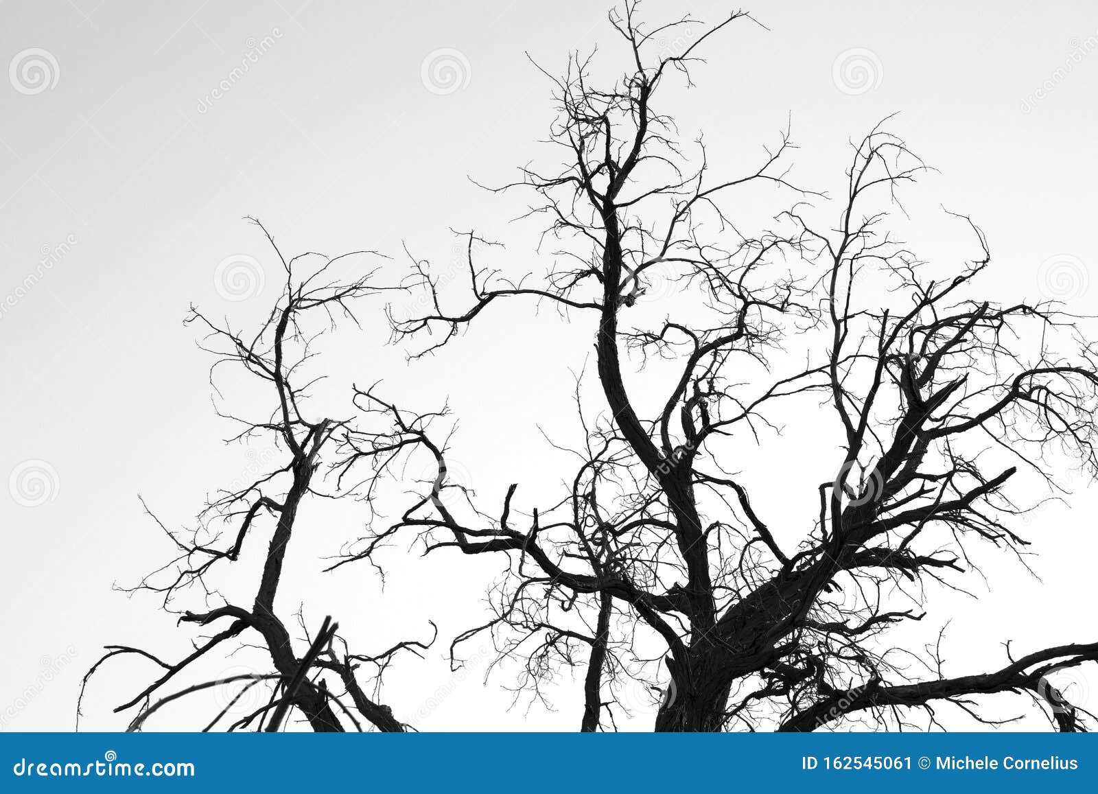 Dead Tree Branches in Black and White Stock Image - Image of cottonwood ...