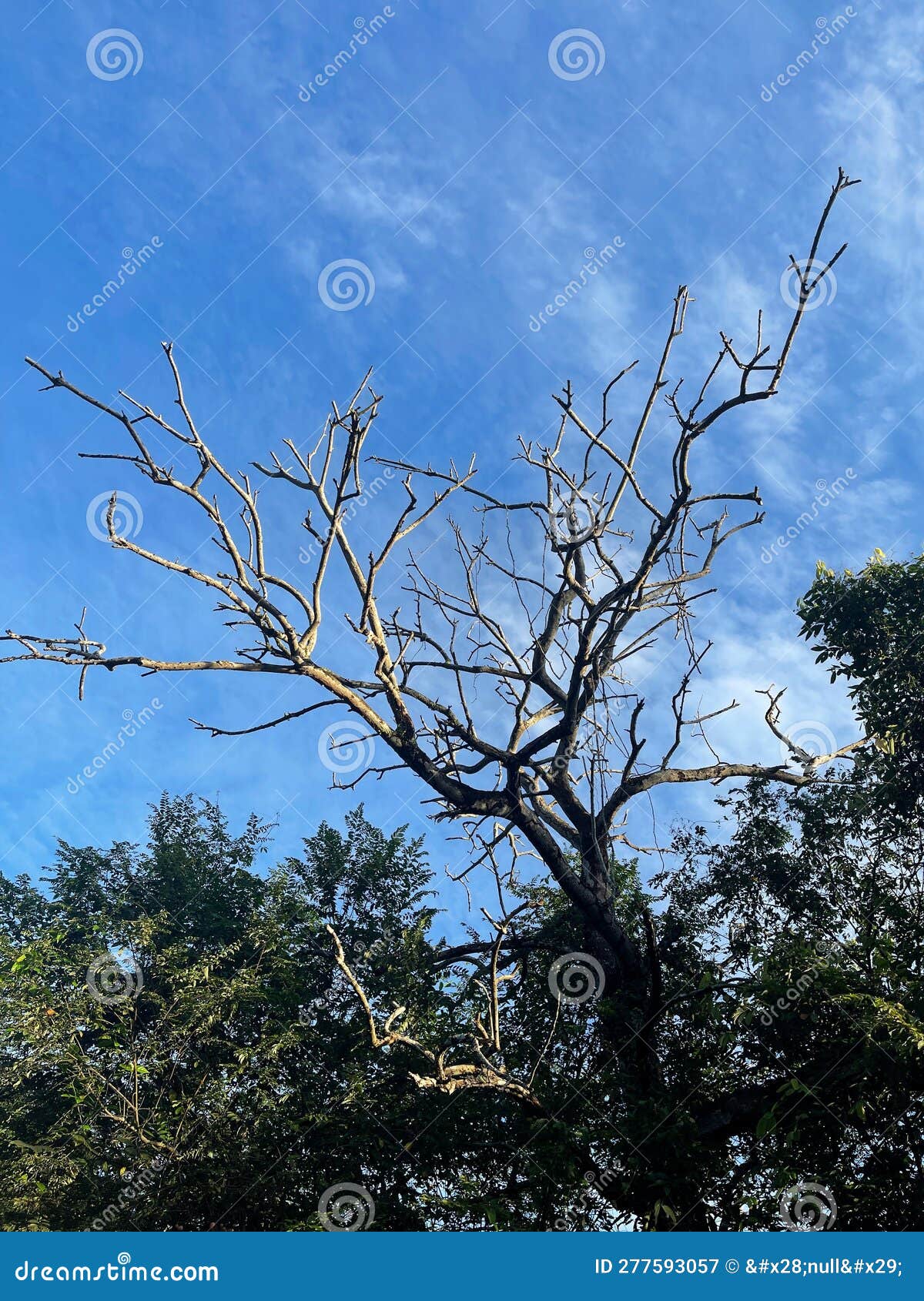 Dead Tree Branches and Blue Sky Stock Image - Image of branches, tree ...