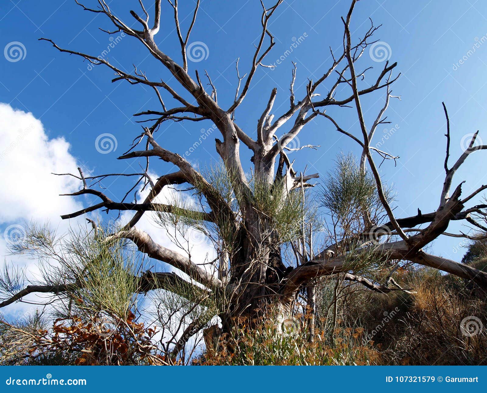 Dead Tree with Branches and Blue Sky Stock Image - Image of branches ...