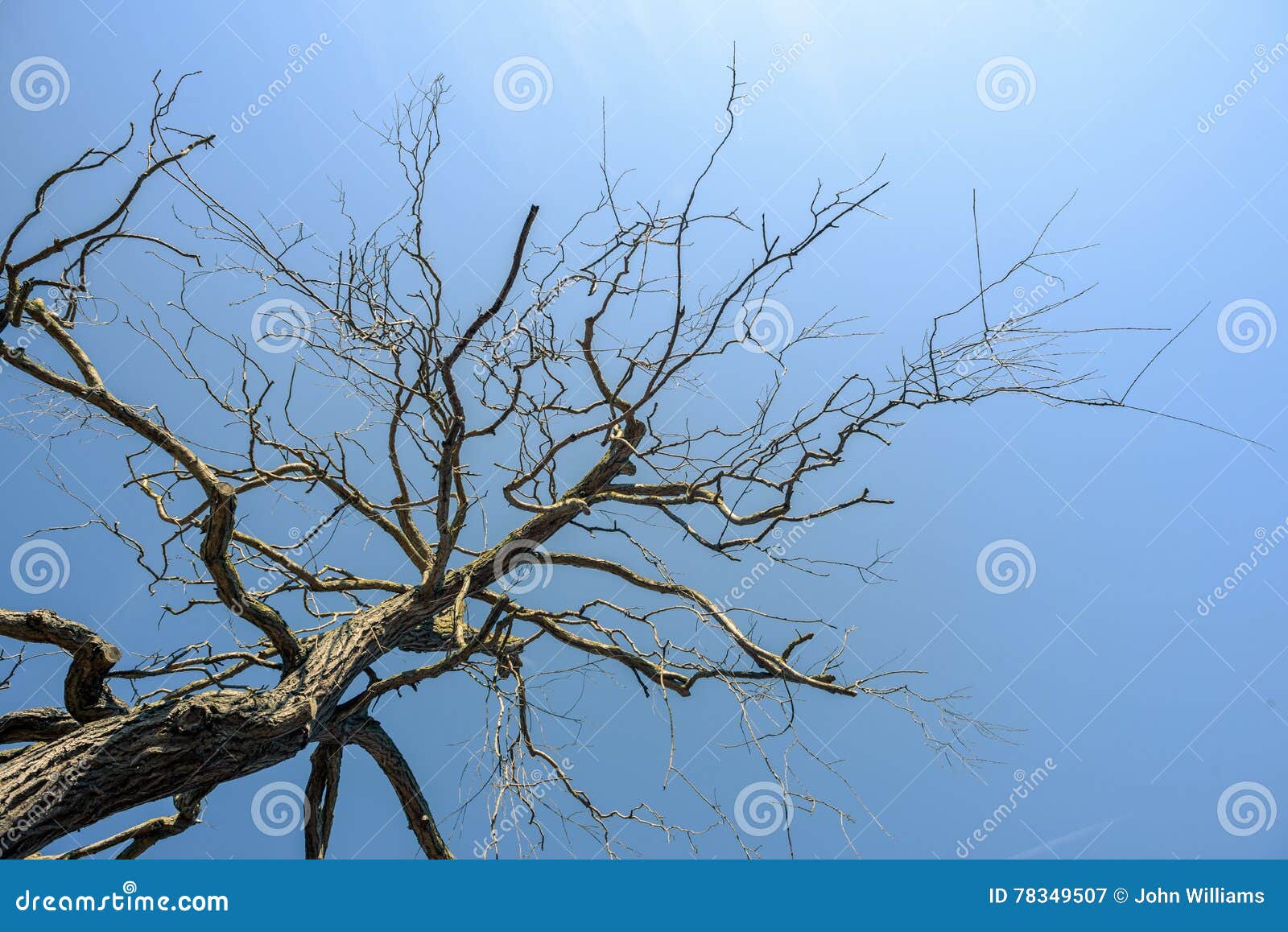 Dead Tree Branches and Blue Sky Stock Image - Image of silhouette ...