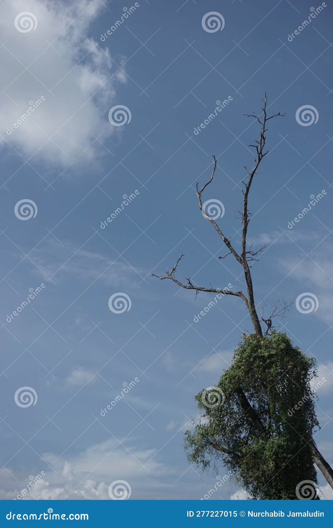 Dead tree branches stock image. Image of scenery, ecology - 277227015