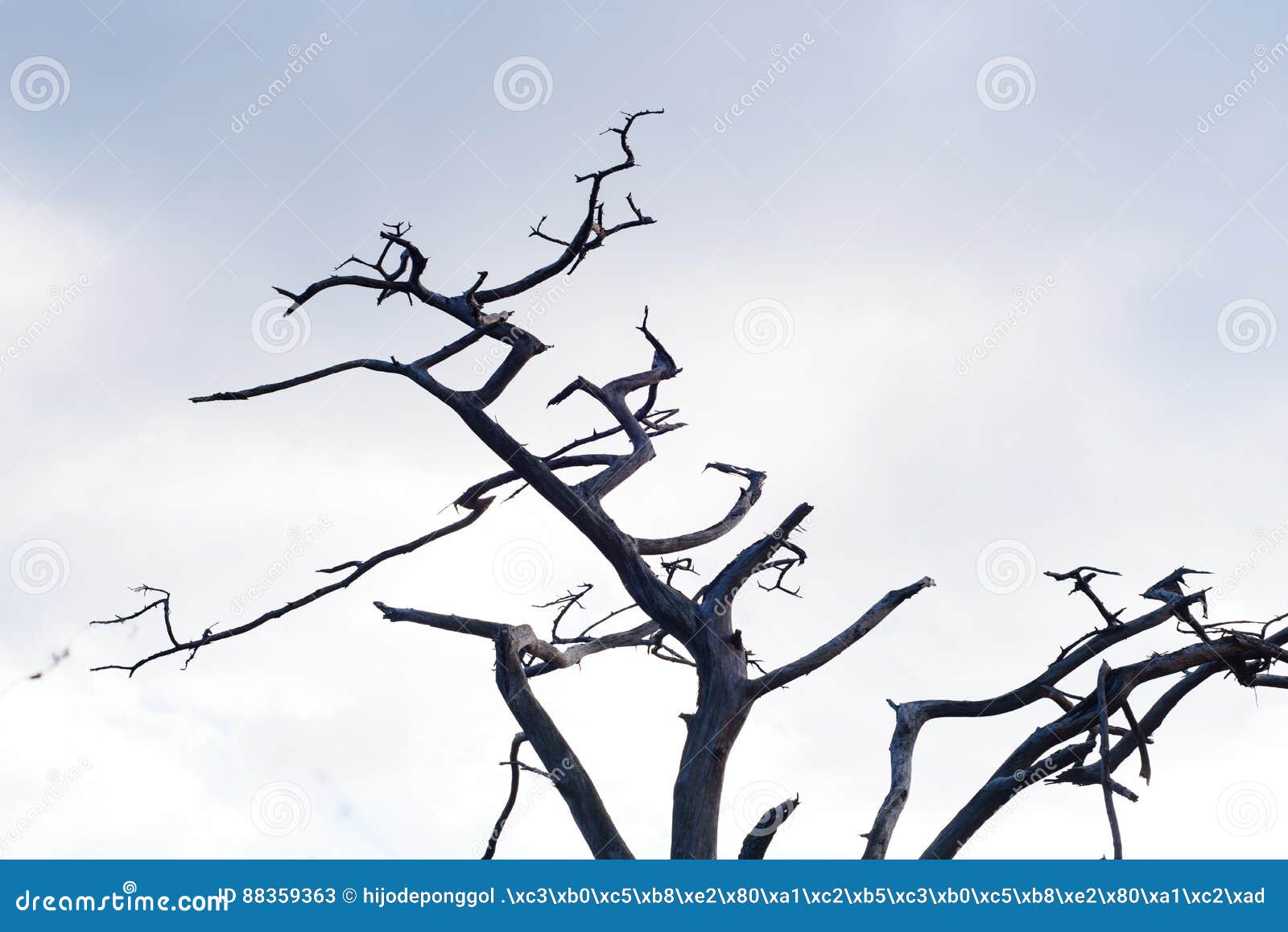 Dead tree branches stock image. Image of outdoor, environmental - 88359363
