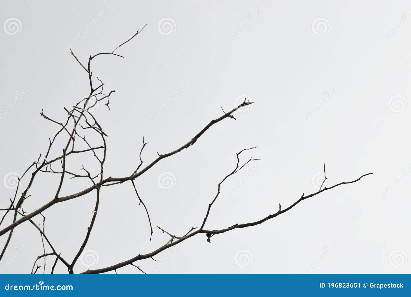 Dead tree branches stock image. Image of landscape, fall - 196823651