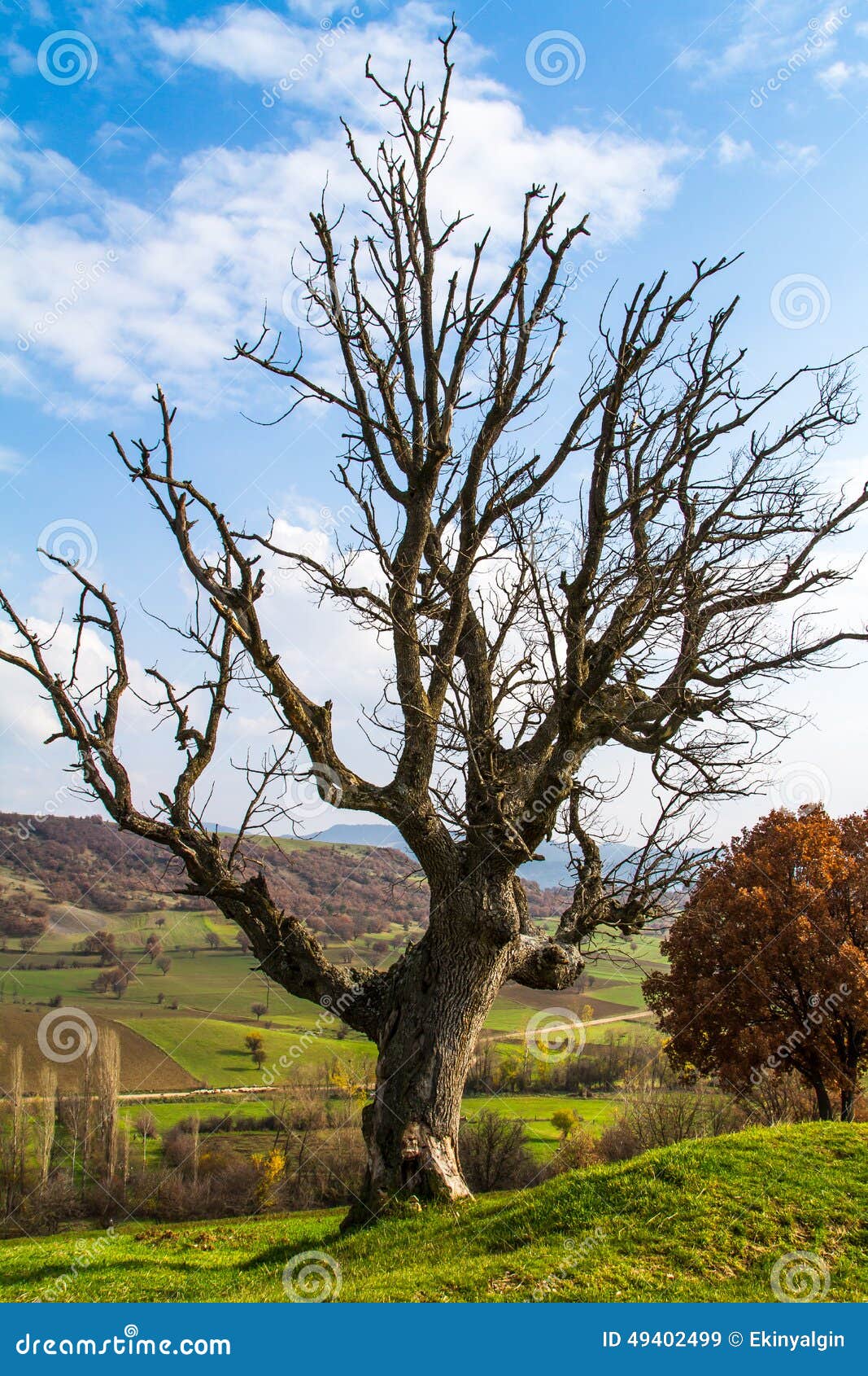 Dead Tree Branches in Farm stock image. Image of autumn - 49402499