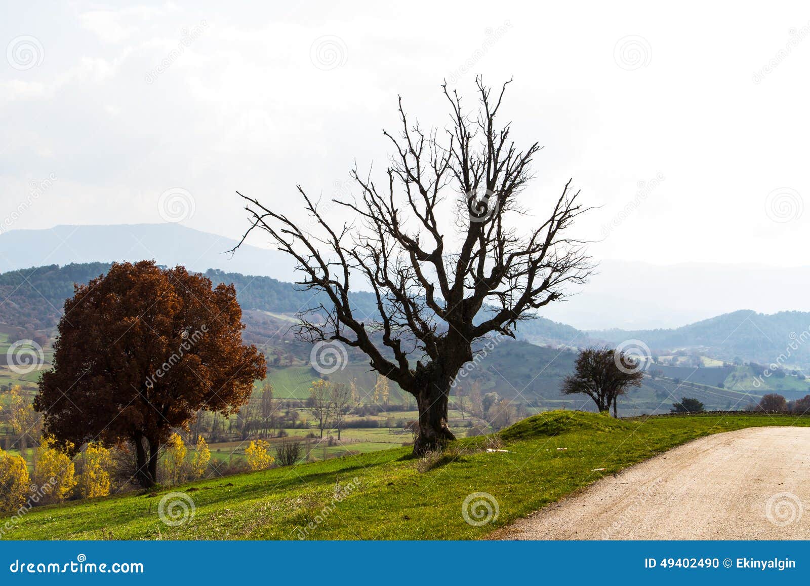 Dead Tree Branches in Farm stock photo. Image of lawn - 49402490