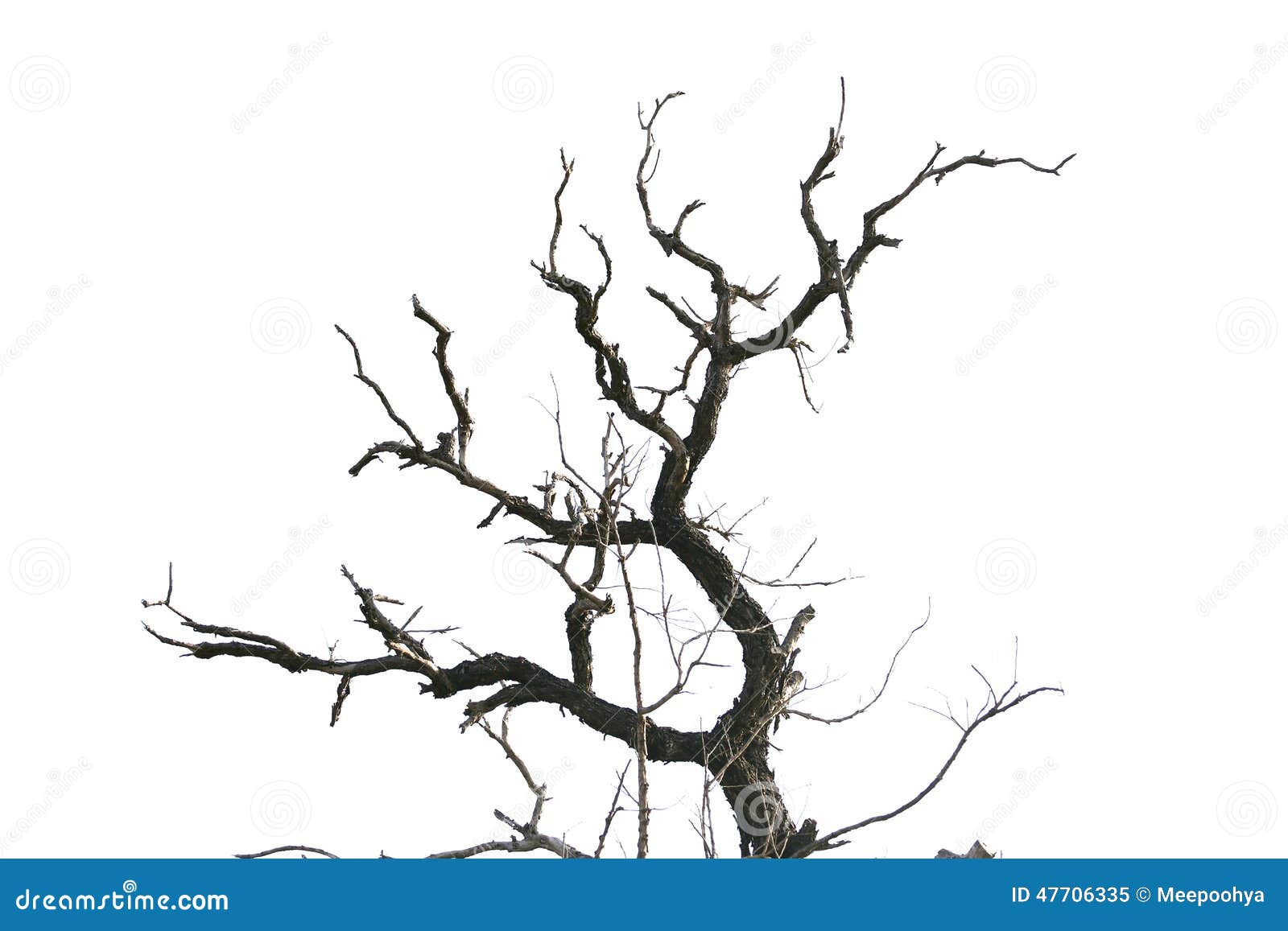 Dead Tree Branches Isolated. Stock Image - Image of dryness, autumn ...