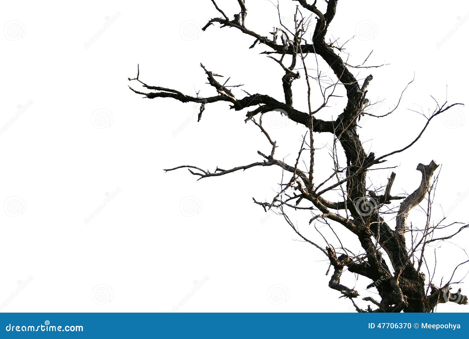 Dead Tree Branches Isolated. Stock Photo - Image of isolated, dead ...