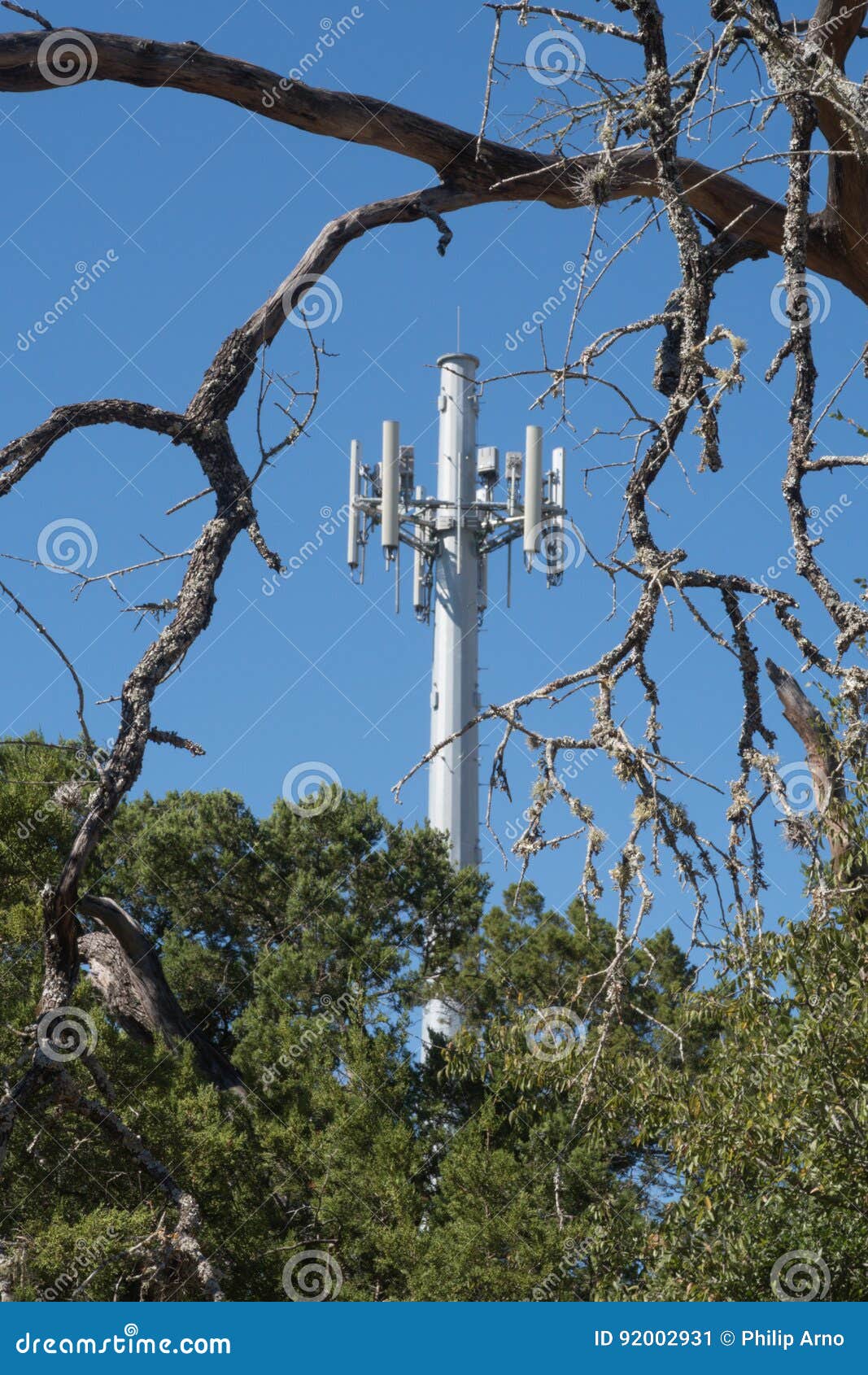 Dead Tree Branches Live Trees and a Cell Tower Stock Image - Image of ...