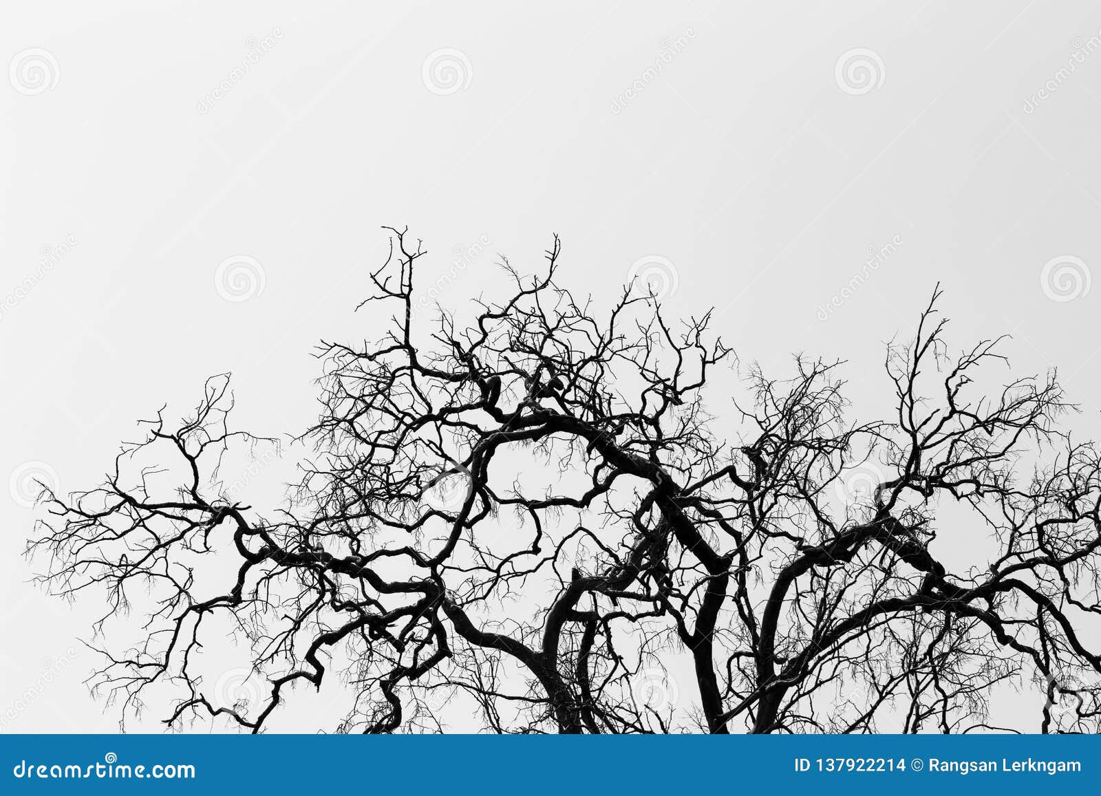 Mummified Tree Hot Springs-Yellowstone Royalty-Free Stock Photography ...