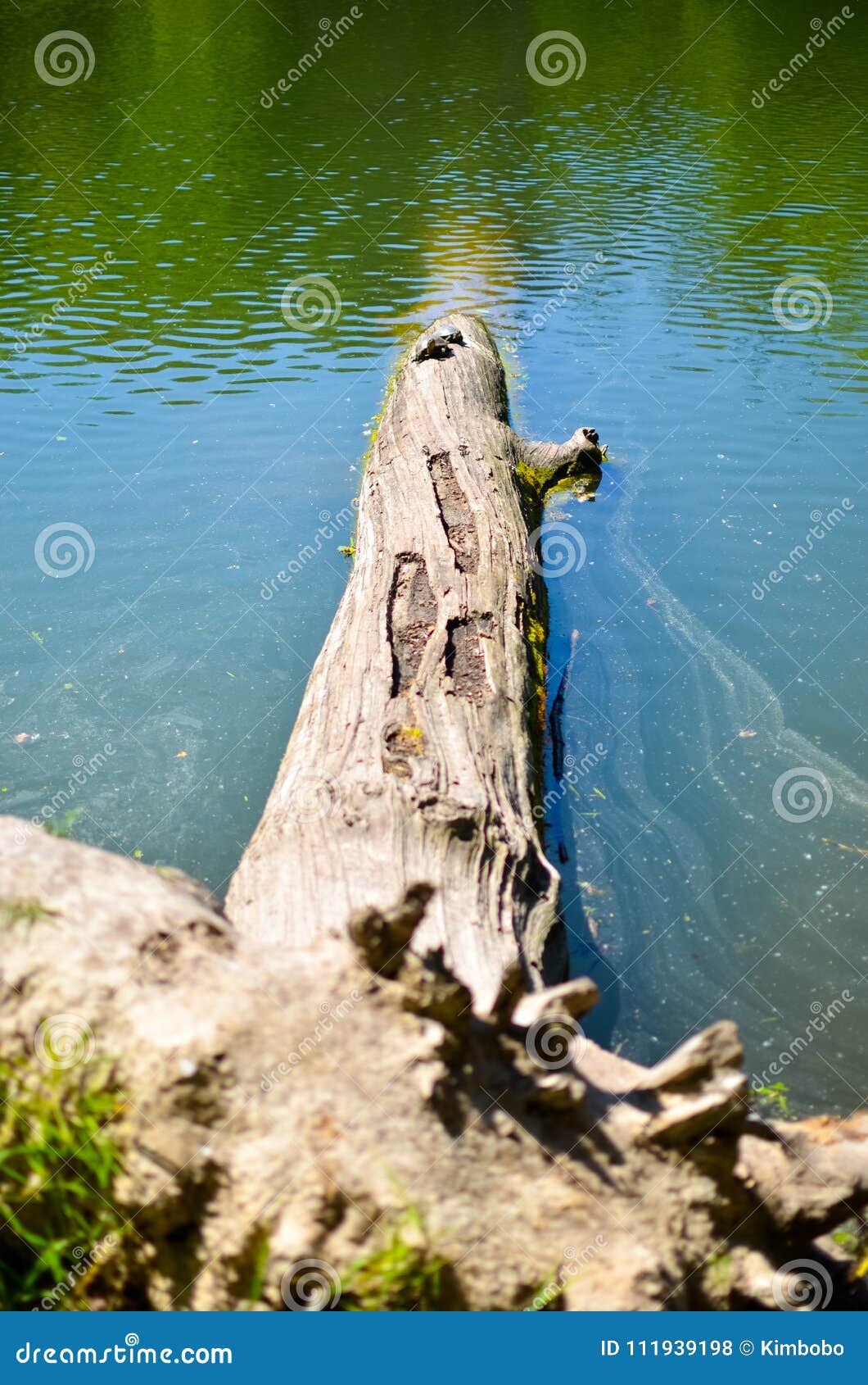 Dead Tree Branches and Trunks in the Water Stock Photo - Image of ...