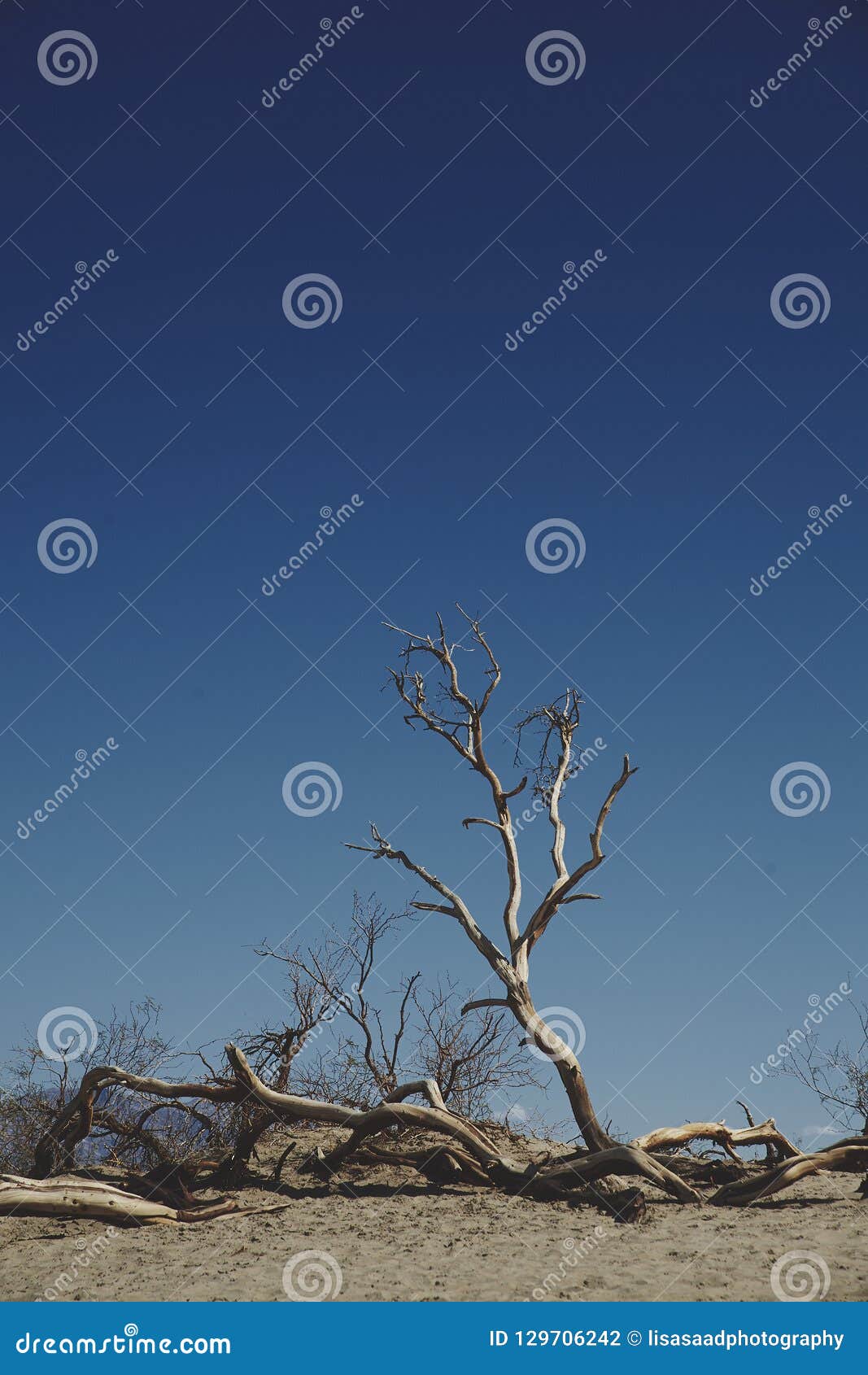 Dead Tree with Bright Blue Sky in Desert Stock Photo - Image of bushes ...