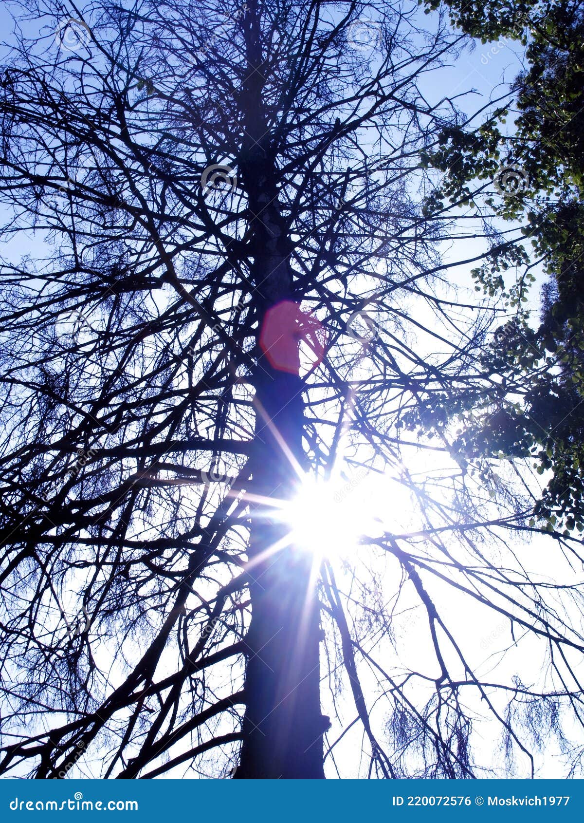 A Dead Tree in Bright Sunlight Stock Photo - Image of environment ...