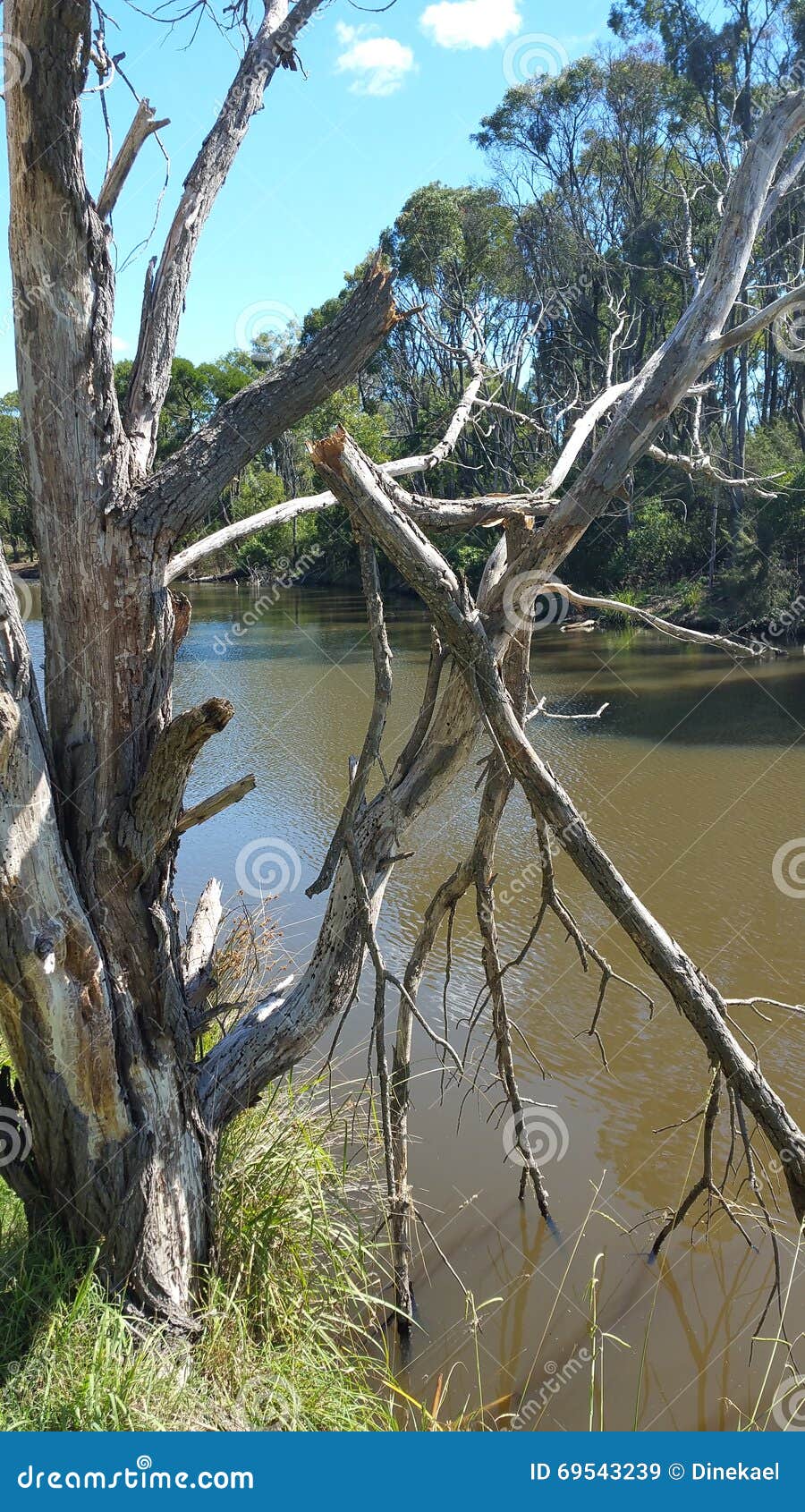 Dead Tree editorial stock image. Image of dead, tree - 69543239