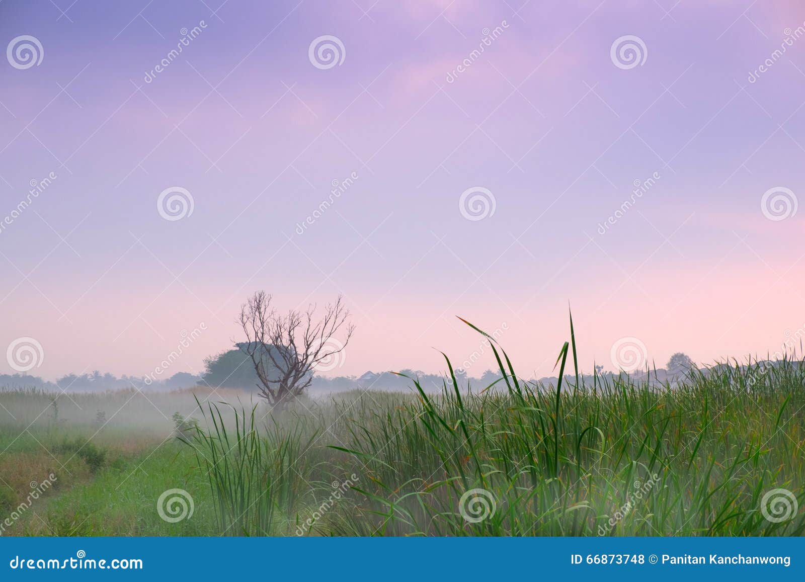 Dead Tree Bush Outback Scene Stock Photo - Image of landscape, terror ...