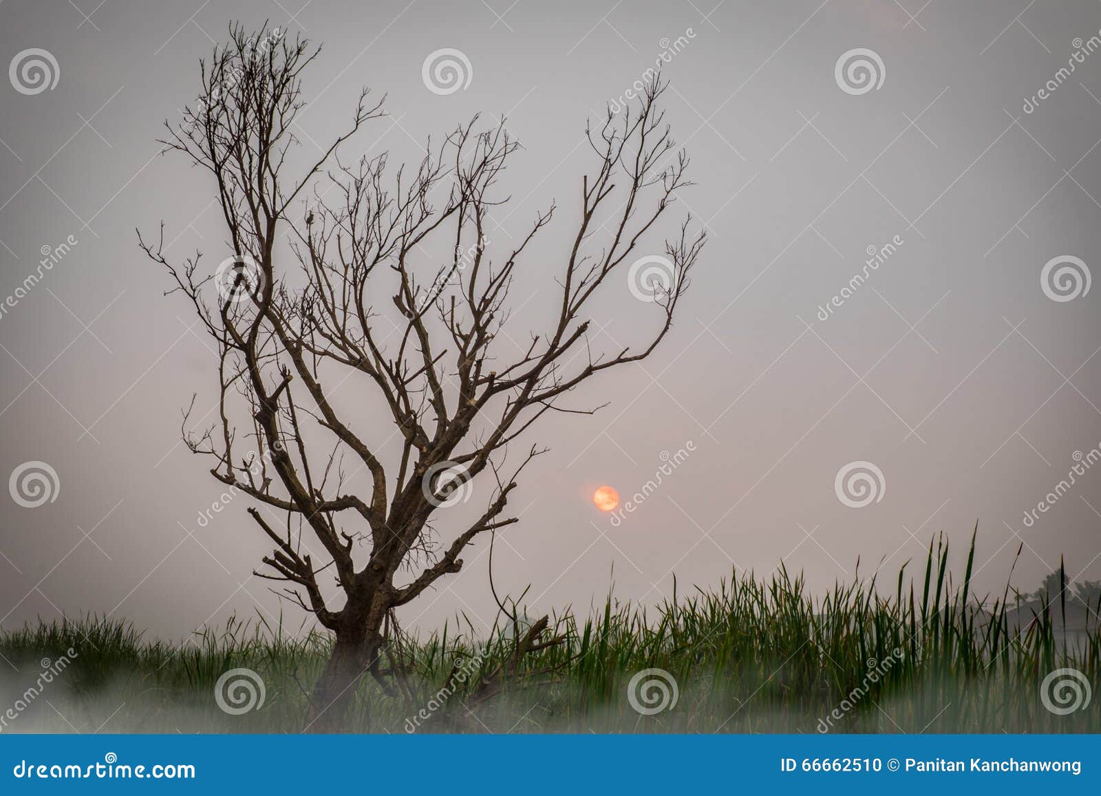 Dead Tree Bush Outback Scene Stock Photo - Image of environment, grey ...
