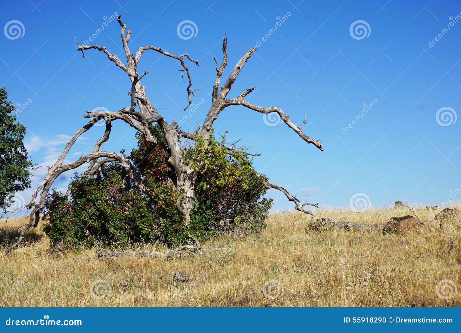 Dead Tree in a Bush stock photo. Image of field, branch - 55918290