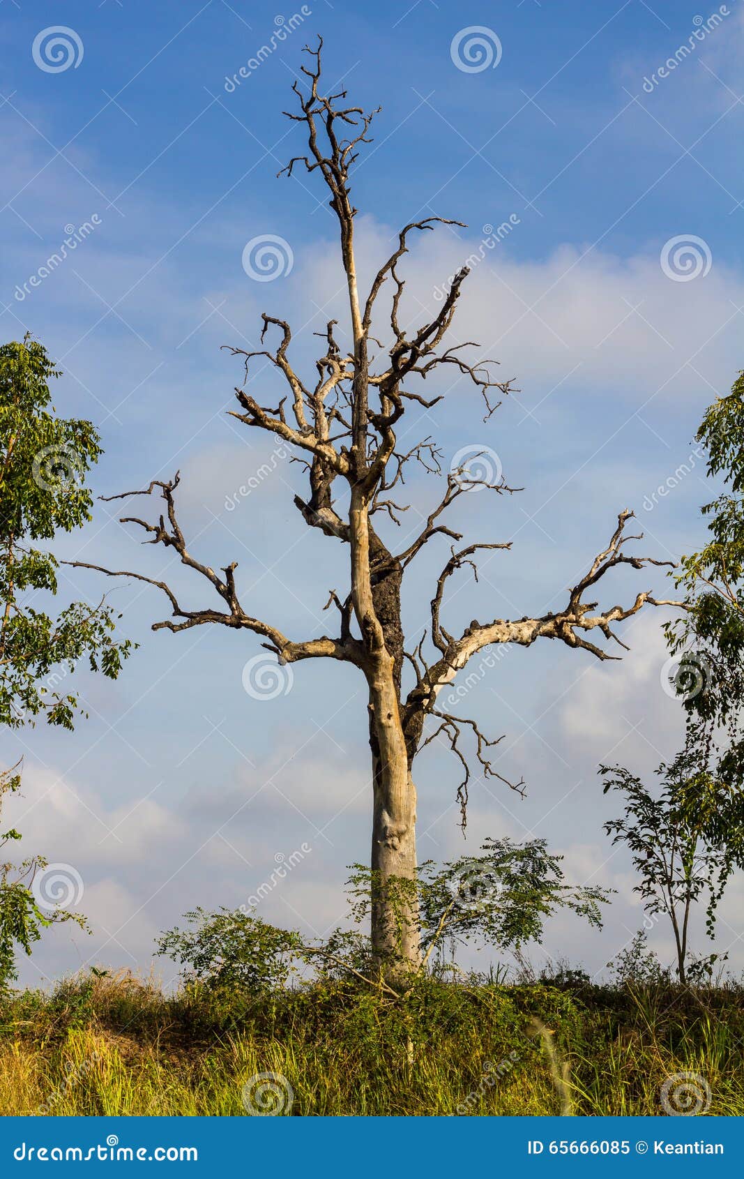 Dead tree between bushes. stock image. Image of field - 65666085