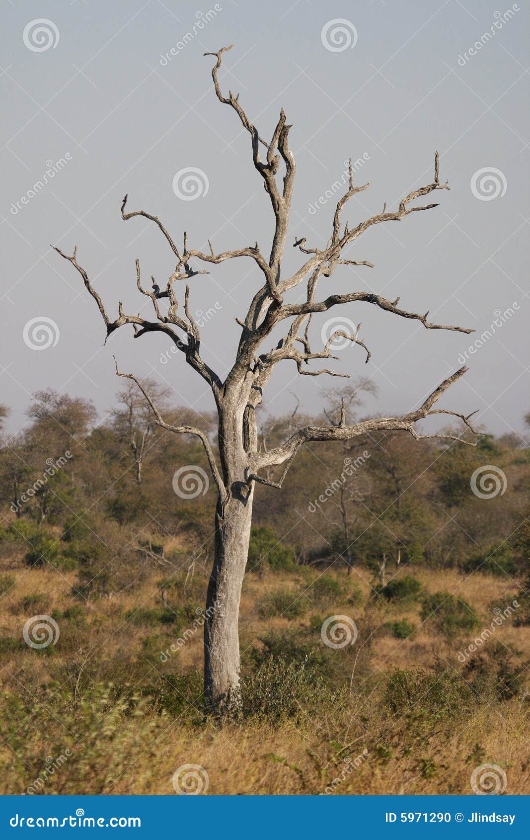 Dead tree in the bushveld stock photo. Image of undergrowth - 5971290