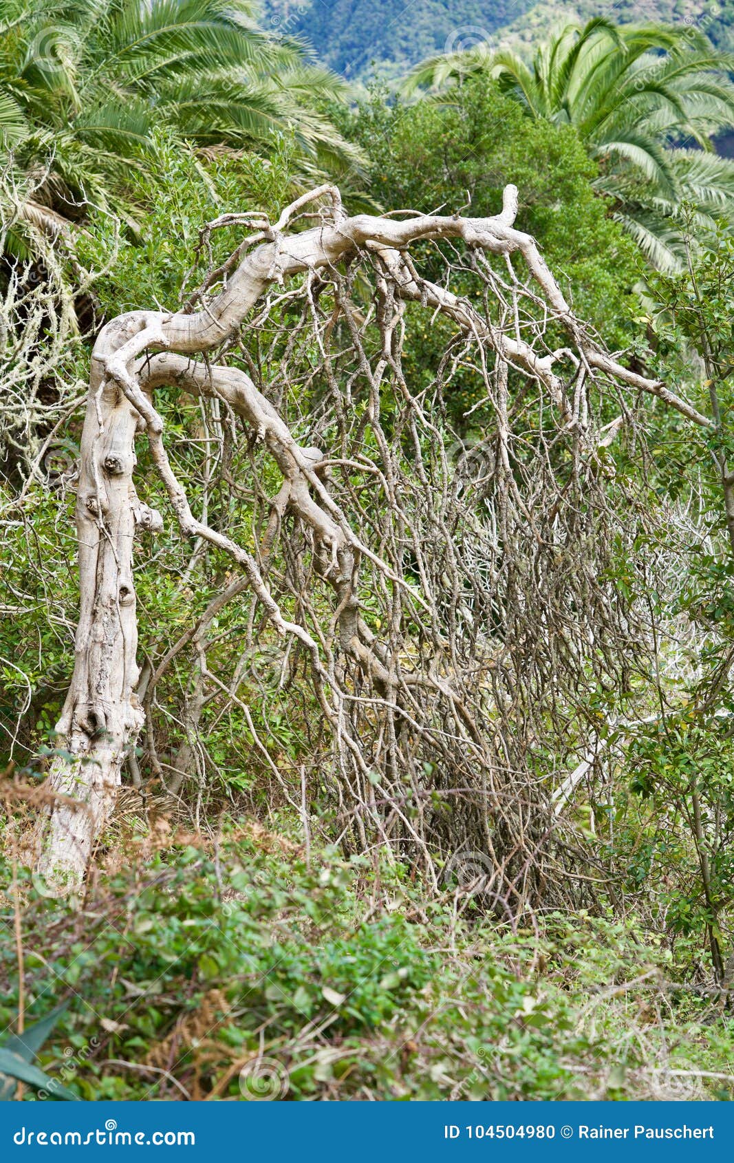 Dead Tree on the Canary Islands Stock Photo - Image of palm, manure ...