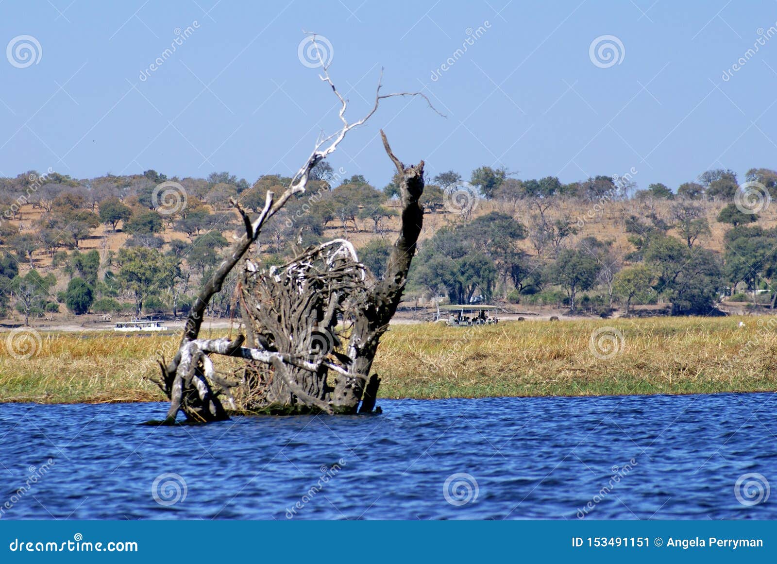 Dead tree in the river stock image. Image of national - 153491151