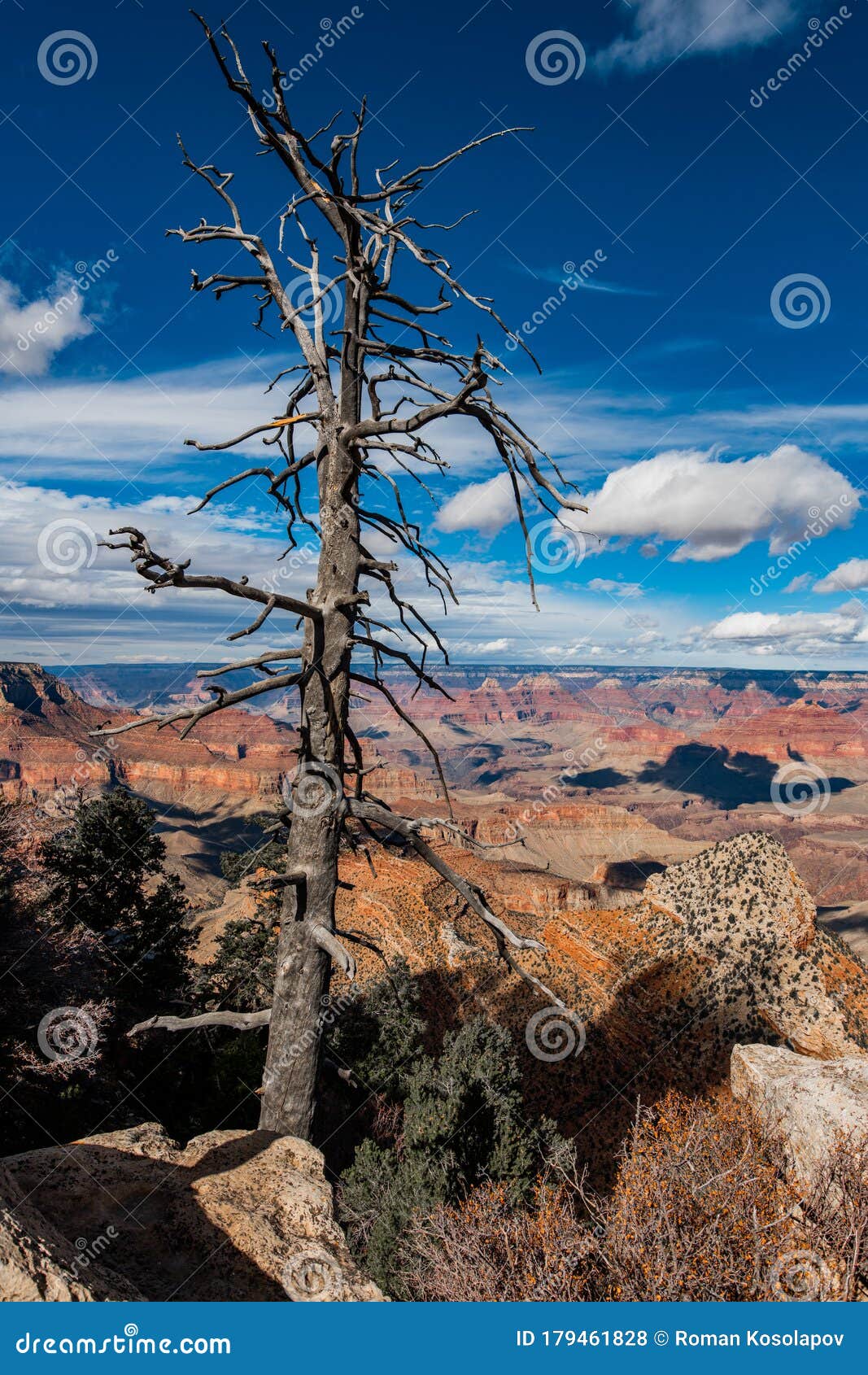Dead Tree on Cliffs at Grand Canyon National Park, Arizona. Stock Photo ...