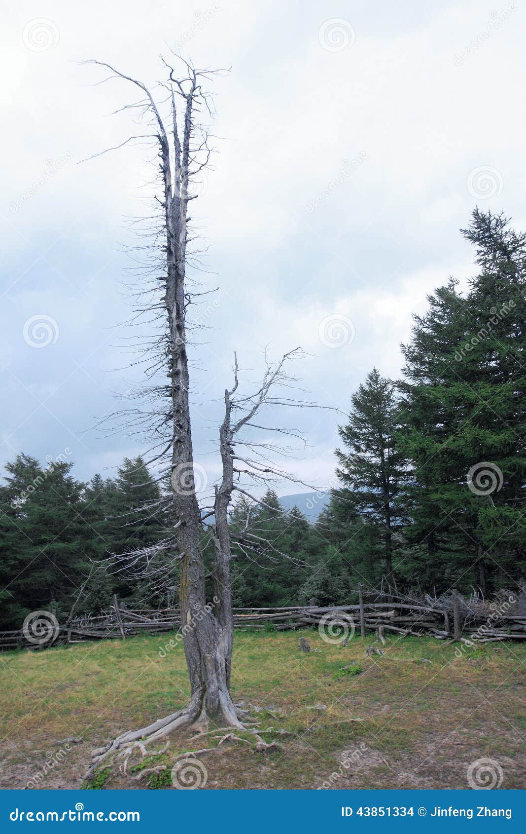 Dead tree stock photo. Image of natural, trunk, lose - 43851334