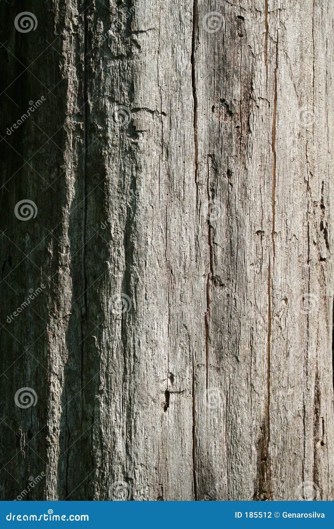 Dead Tree - Closeup stock photo. Image of forest, natural - 185512