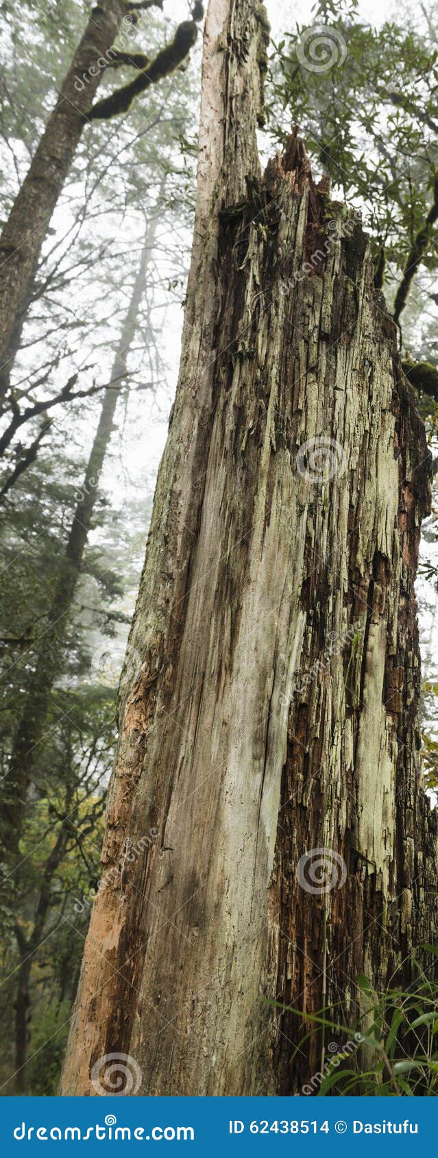 Dead tree closeup stock photo. Image of texture, forest - 62438514