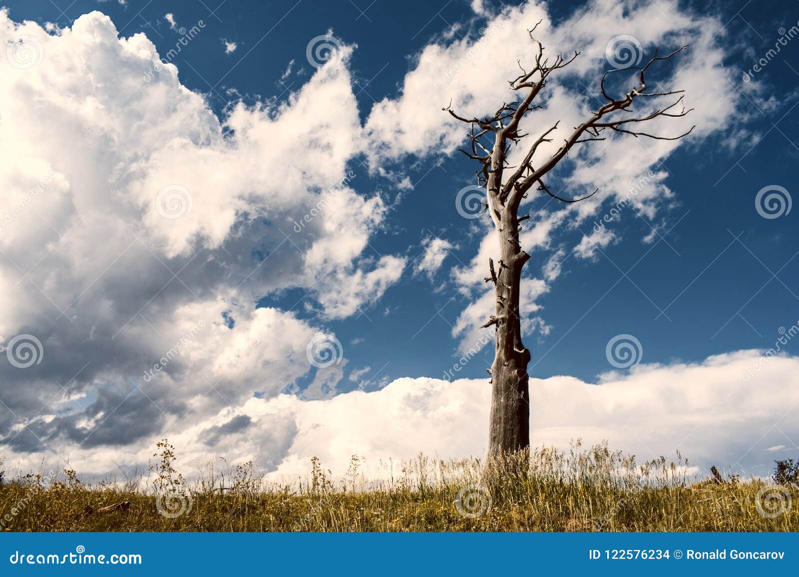 Dead Tree with Cloudy Sky in the Background Stock Photo - Image of tree ...