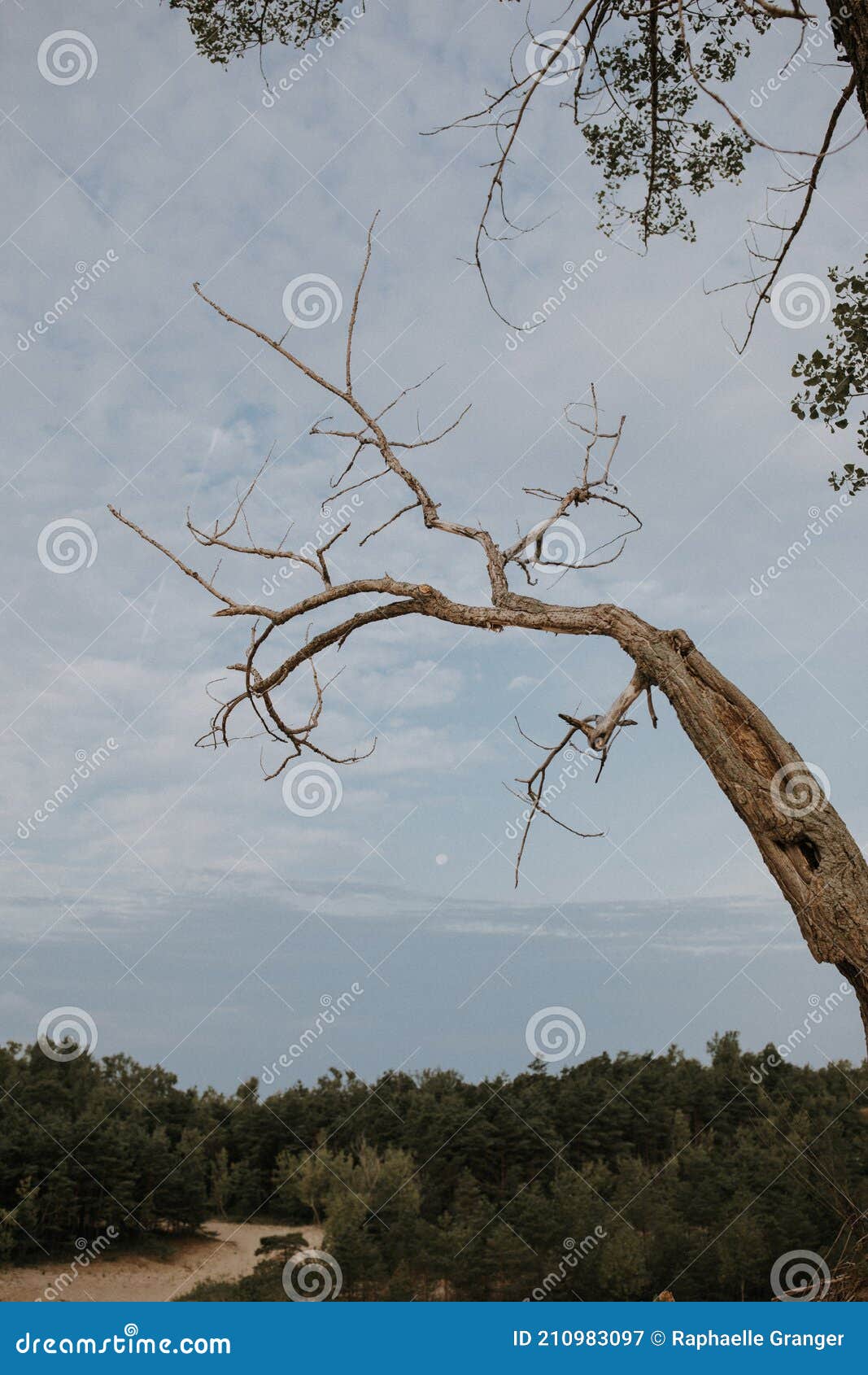 Dead Tree Reaching for the Moon Stock Image - Image of frost, wildlife ...