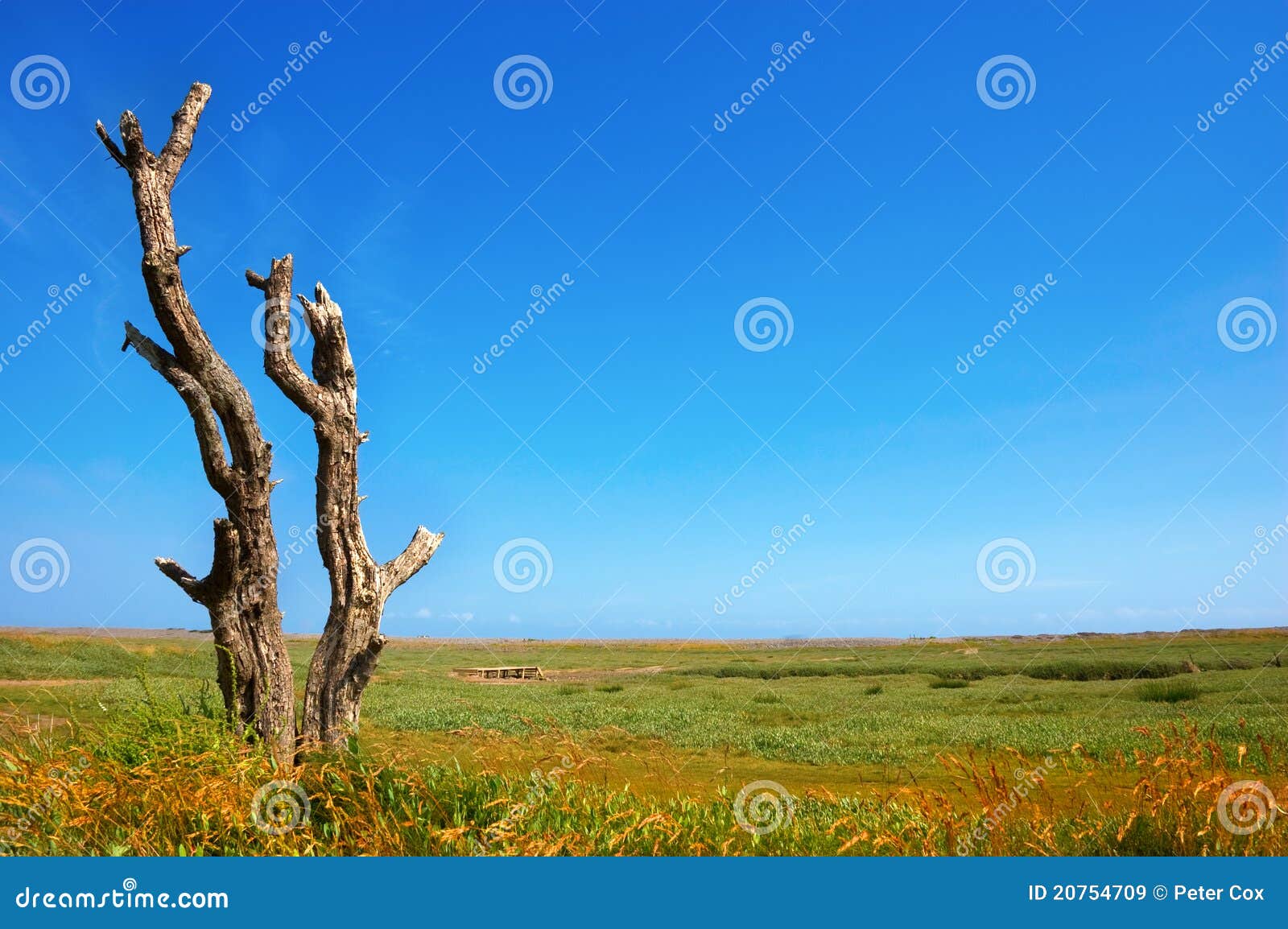 Dead Tree on a Coastal Salt Marsh Stock Image - Image of environment ...