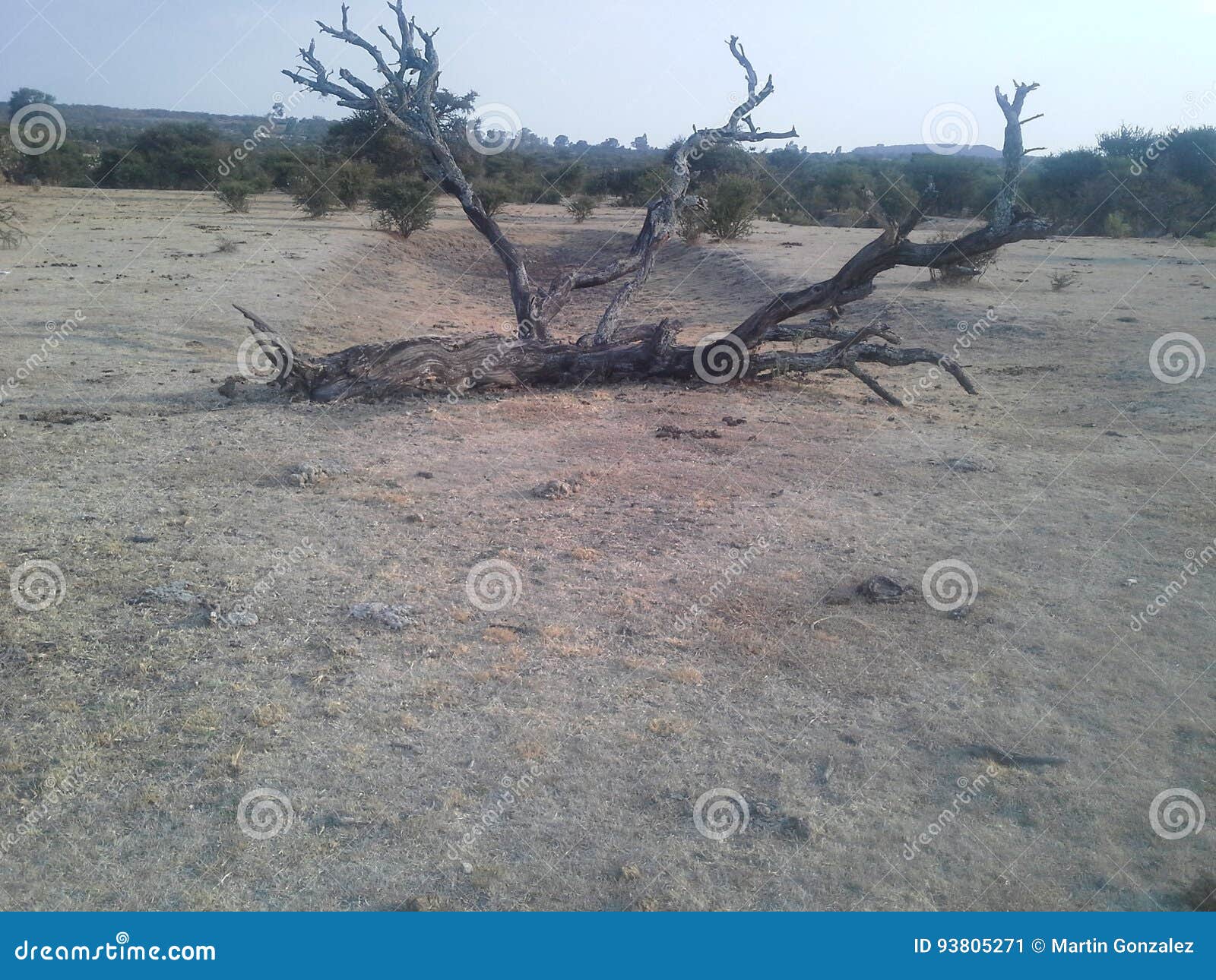Dead tree stock image. Image of beautiful, landscape - 93805271