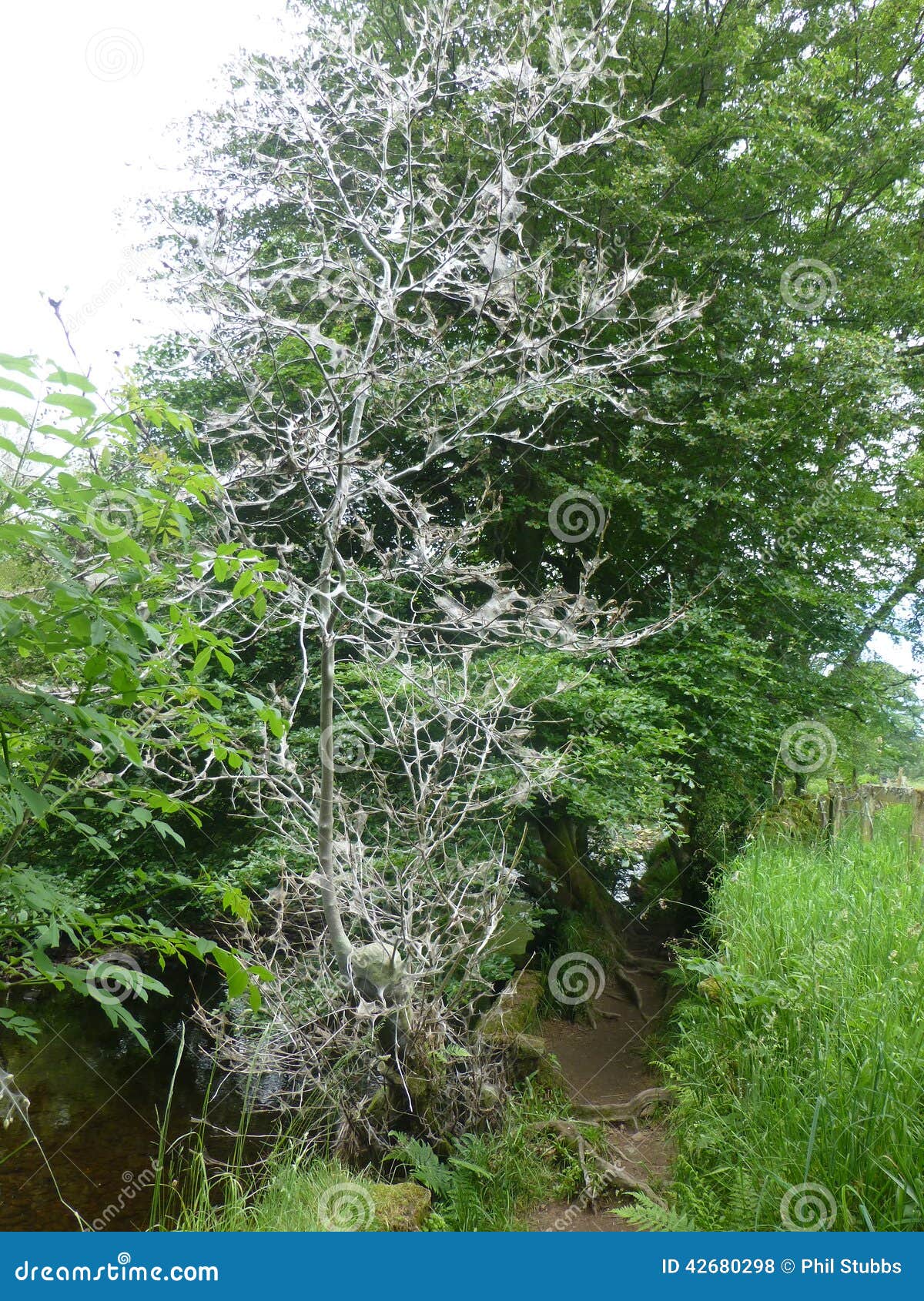 Tree Covered in Spiders Webs Stock Photo - Image of east, webbing: 42680298