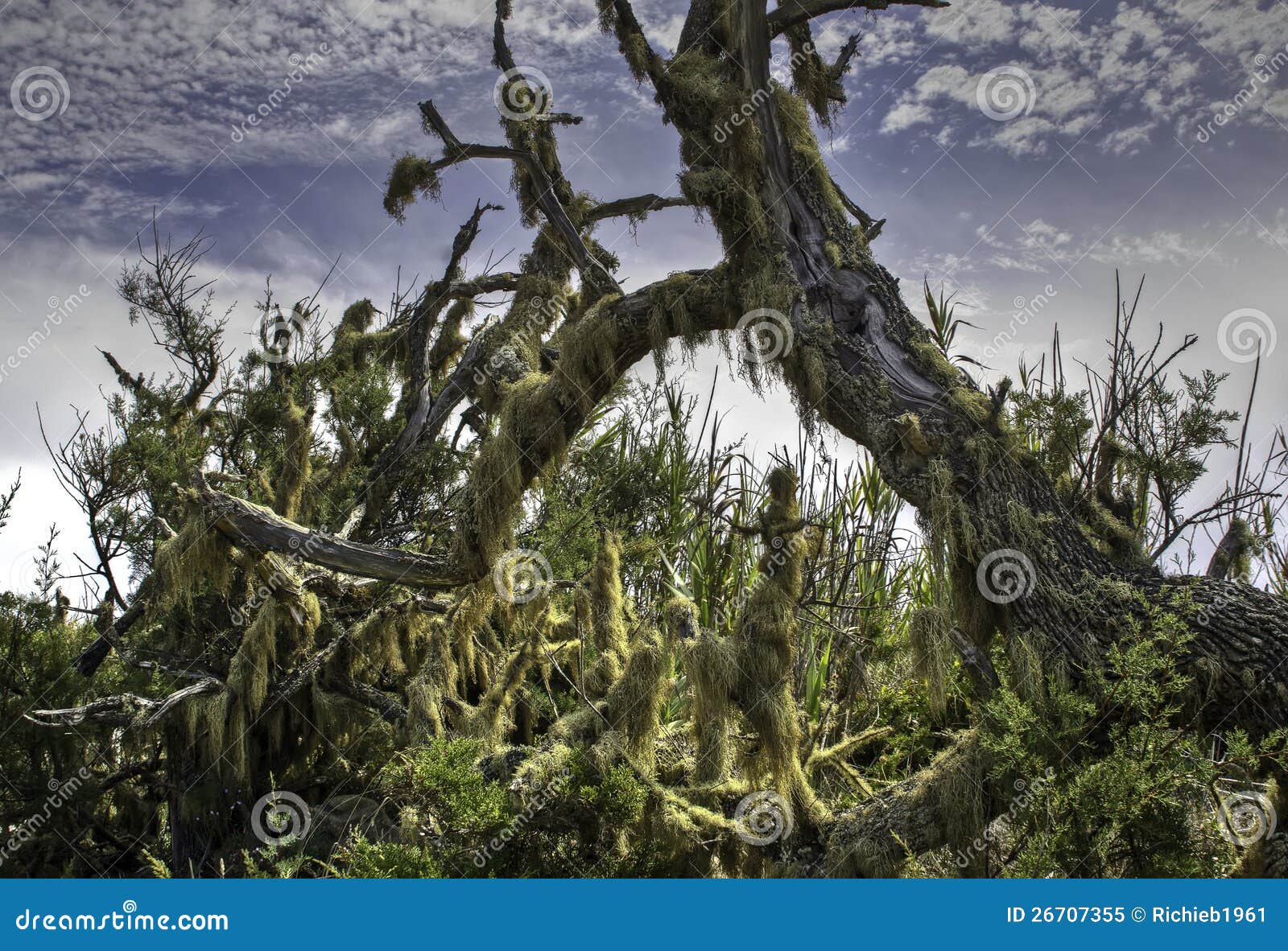 Dead Tree Covered in Moss stock image. Image of tree - 26707355