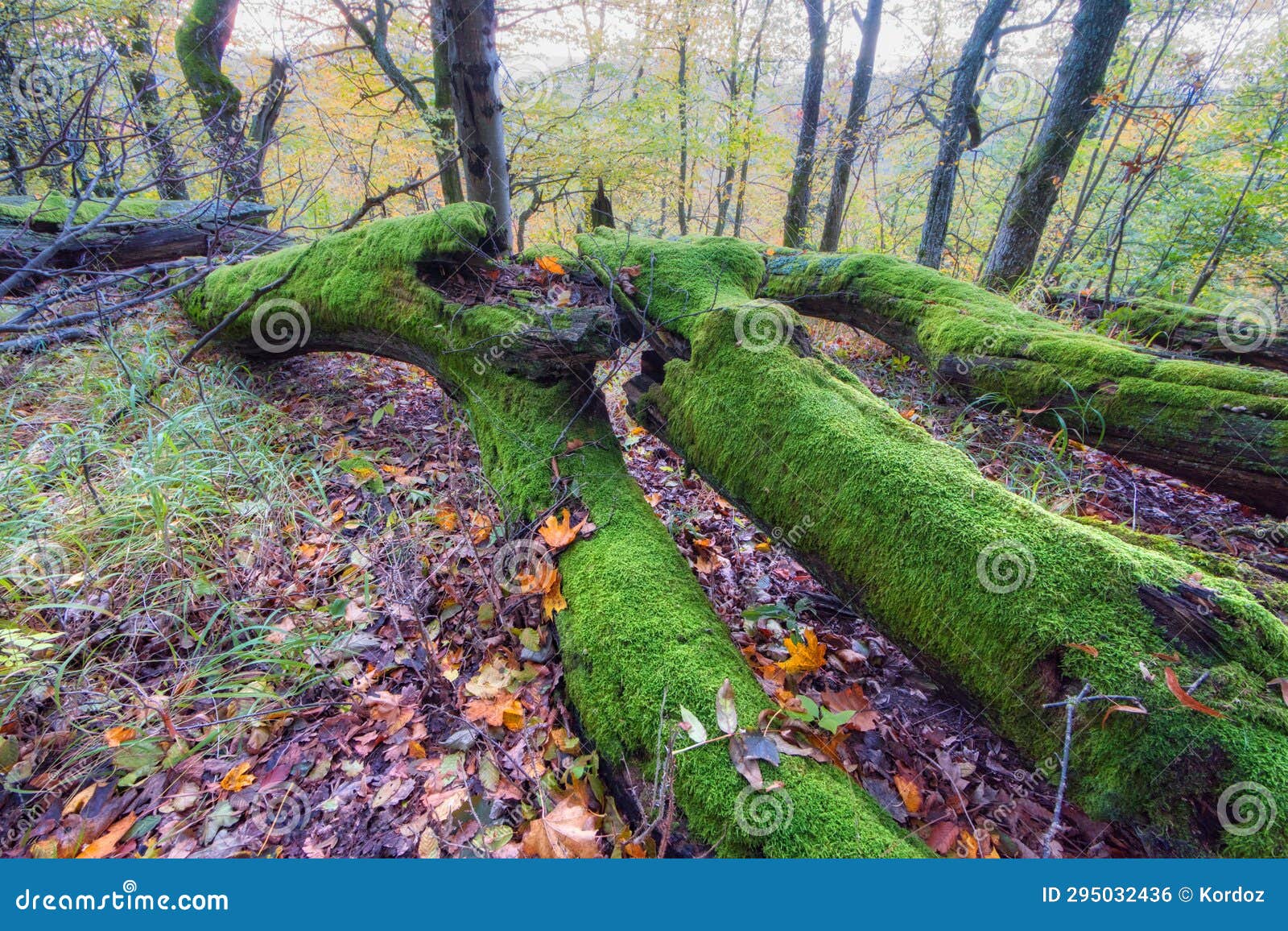 Dead Tree Covered with the Moss Under Sitno Mountain during Autumn ...