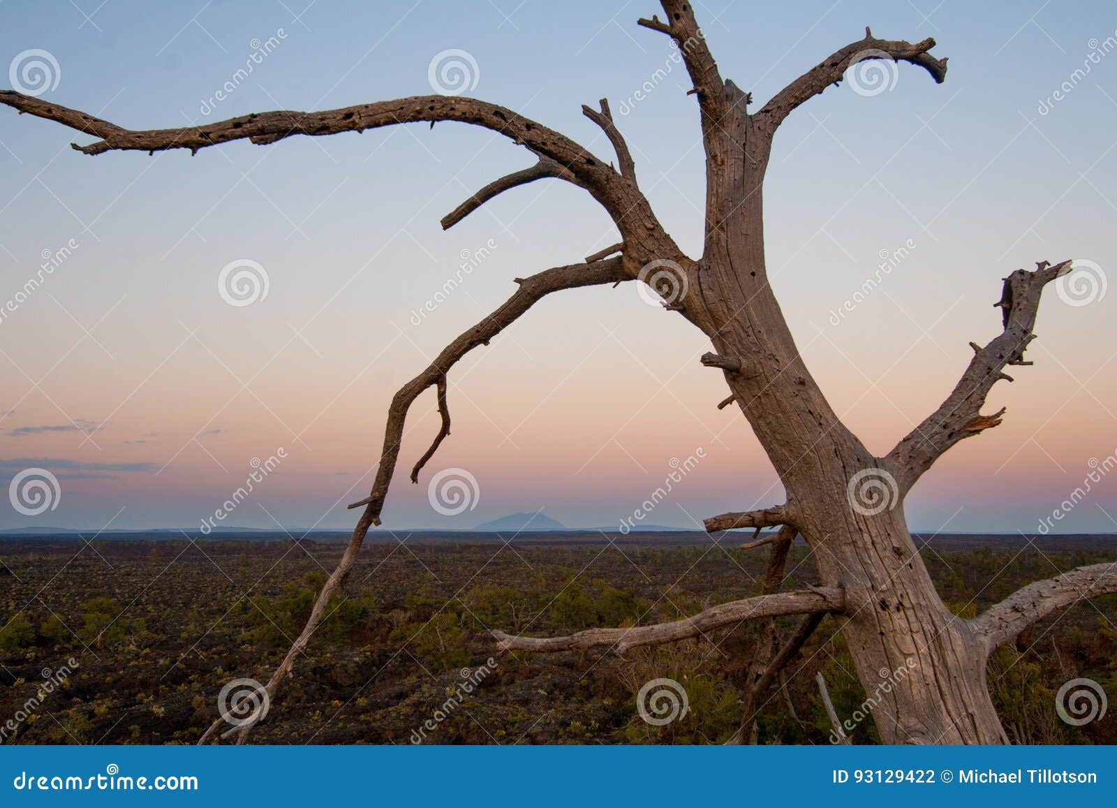 Dead Tree at Craters of the Moon Stock Photo - Image of monument ...